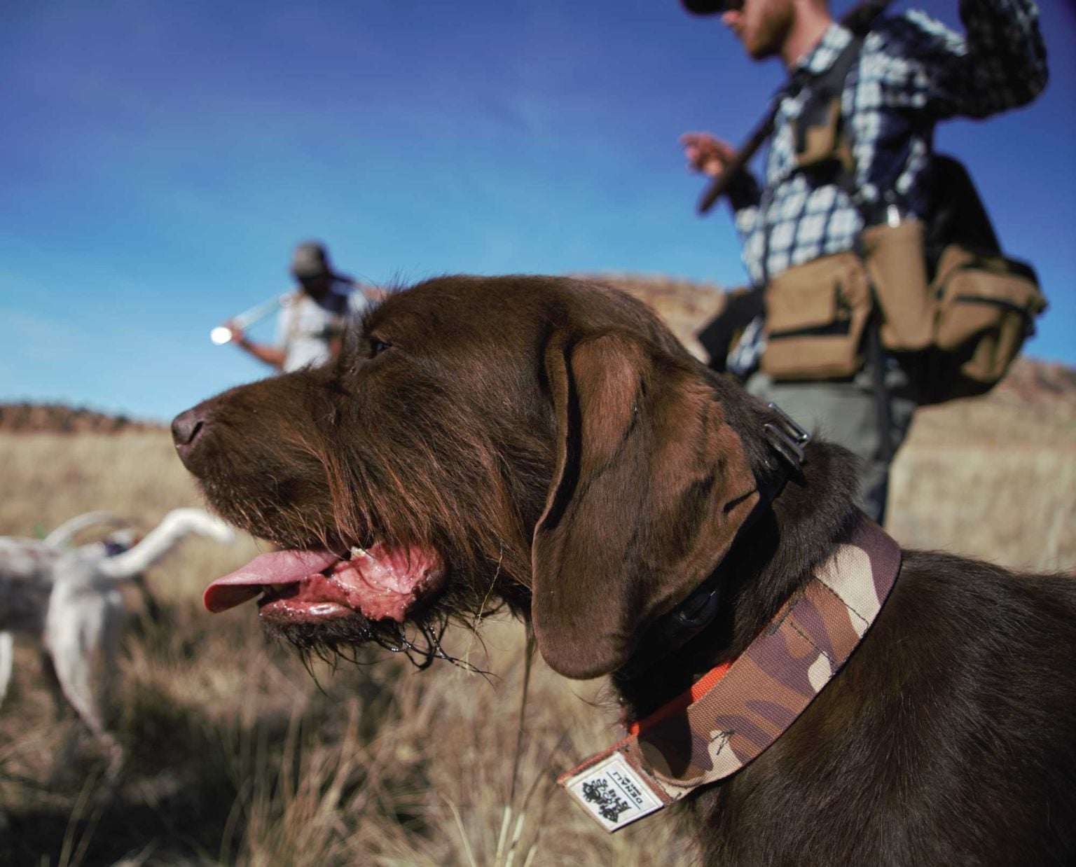 Exploring the Idea of Hunting with Both a Pointing Dog and Flushing Dog
