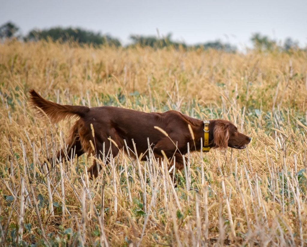 Irish Setter: Form, Function, and History of a Timeless Breed