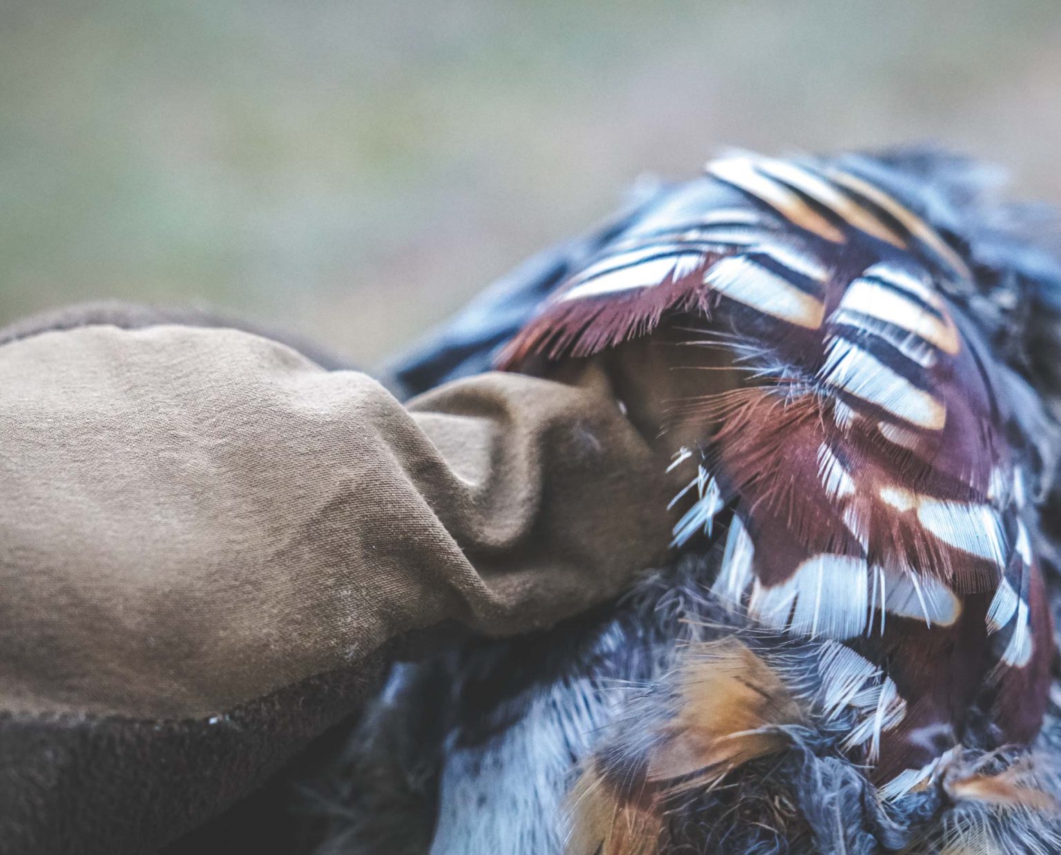 California Bird Hunting - Quail and Grouse Hunintg, Chukar, Dove