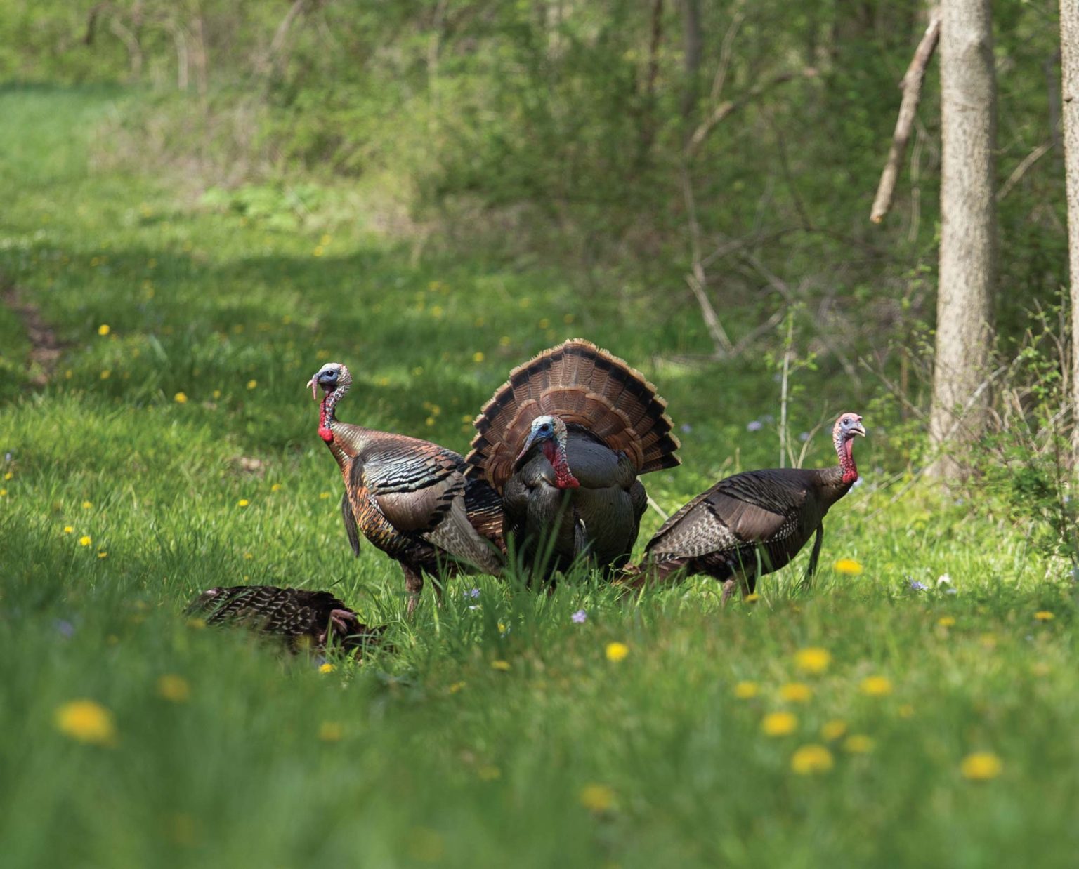 Keeping Composure when Turkey Fever Strikes - Project Upland