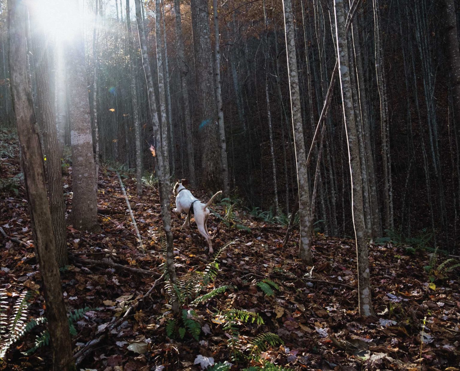 Keeping Your Dog Conditioned in the Off Season - Project Upland