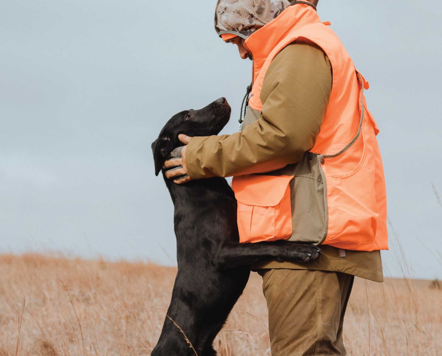 Labrador Retriever - A Project Upland Bird Hunting Dogs Series