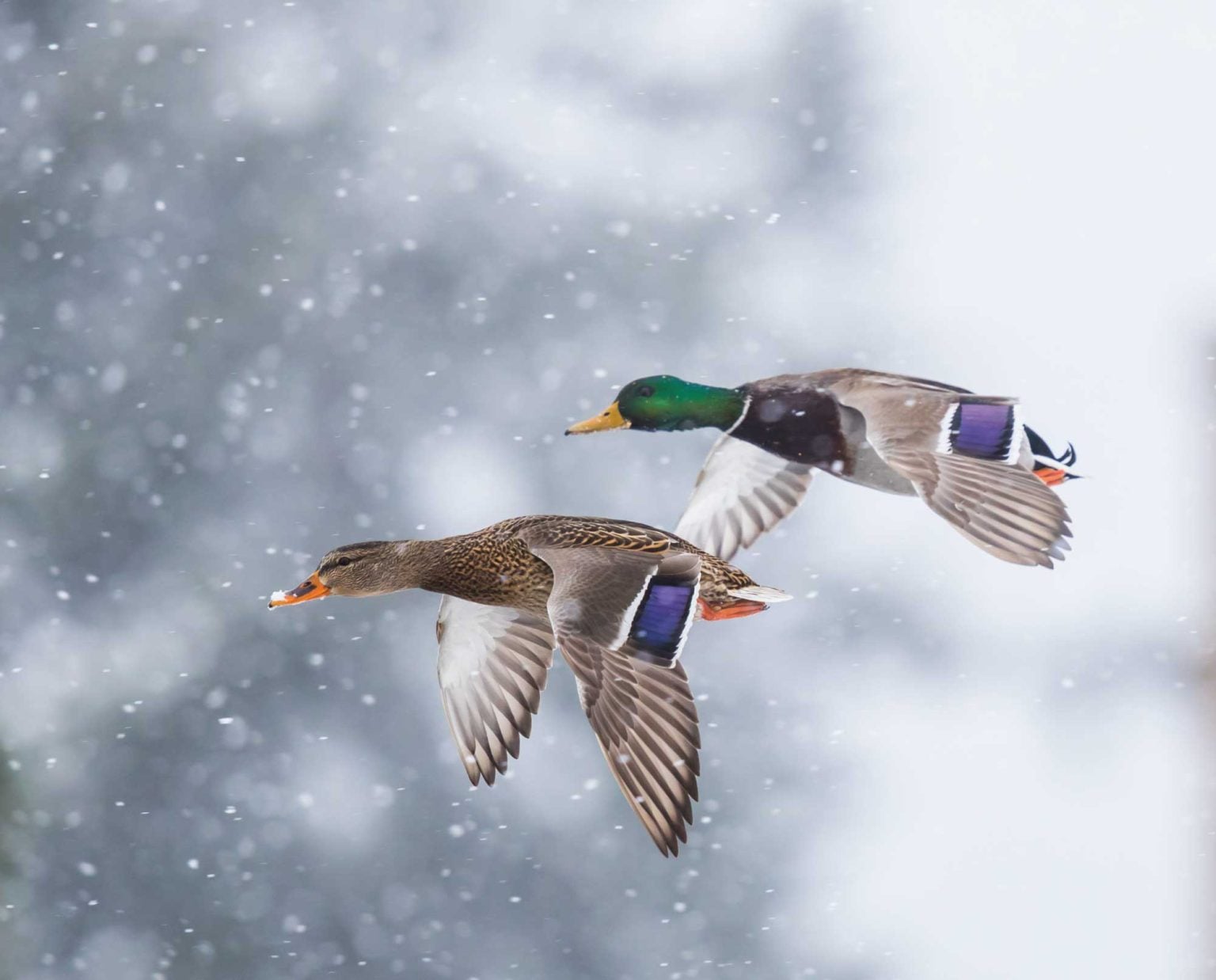Tips for Late Season Duck Hunting Tactics and Strategy