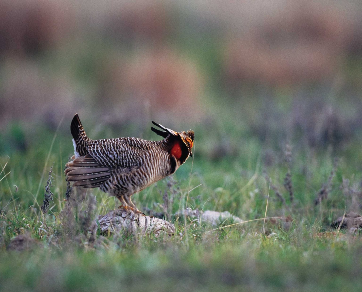 The Lesser Prairie Chicken - A Prairie Gladiator - Project Upland