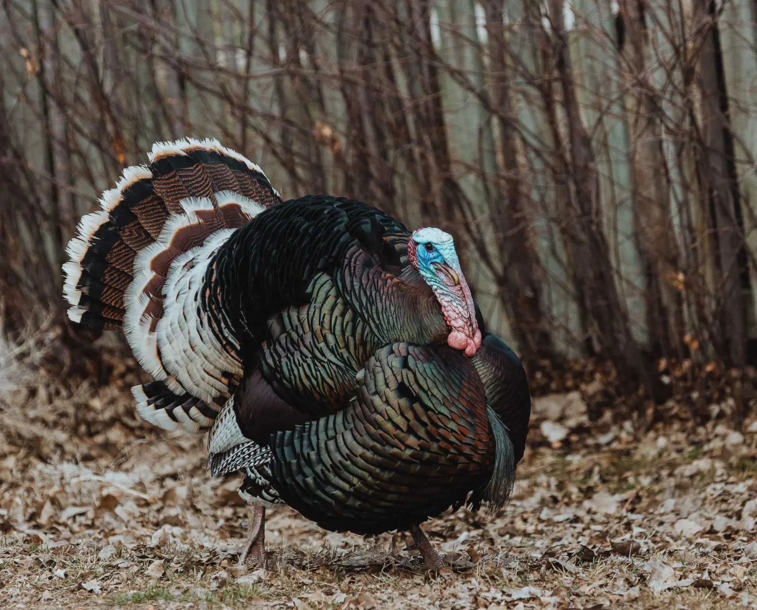A Guide to Wild Turkeys in Ontario