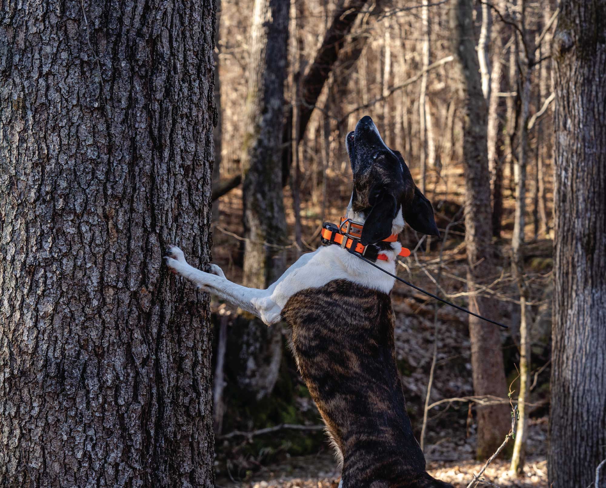 Rabbit Hunting Video with Beagles - Hunting Dog Confidential