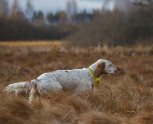 Llewellin Setter: Characteristics, Training, and Hunting Ability