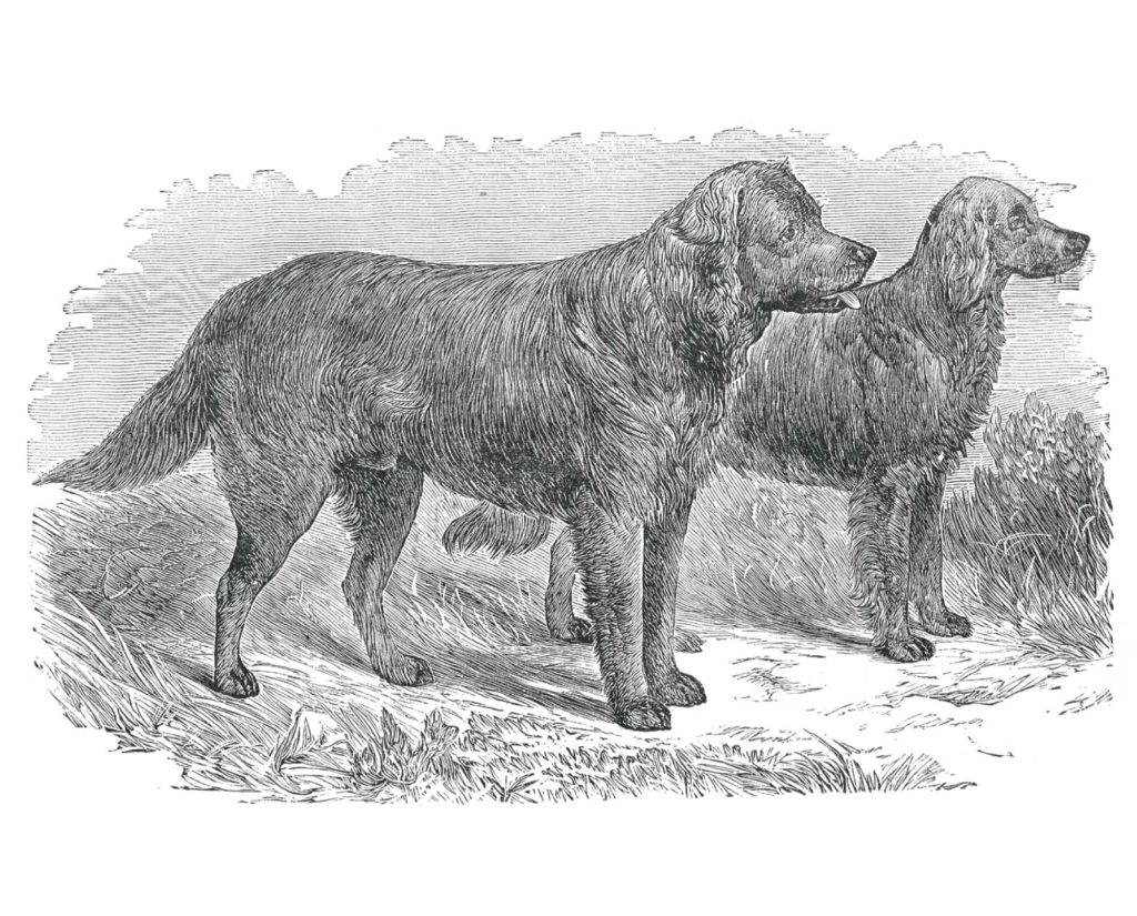 Long-Coated St. John’s Water Dog Origins, History, and More