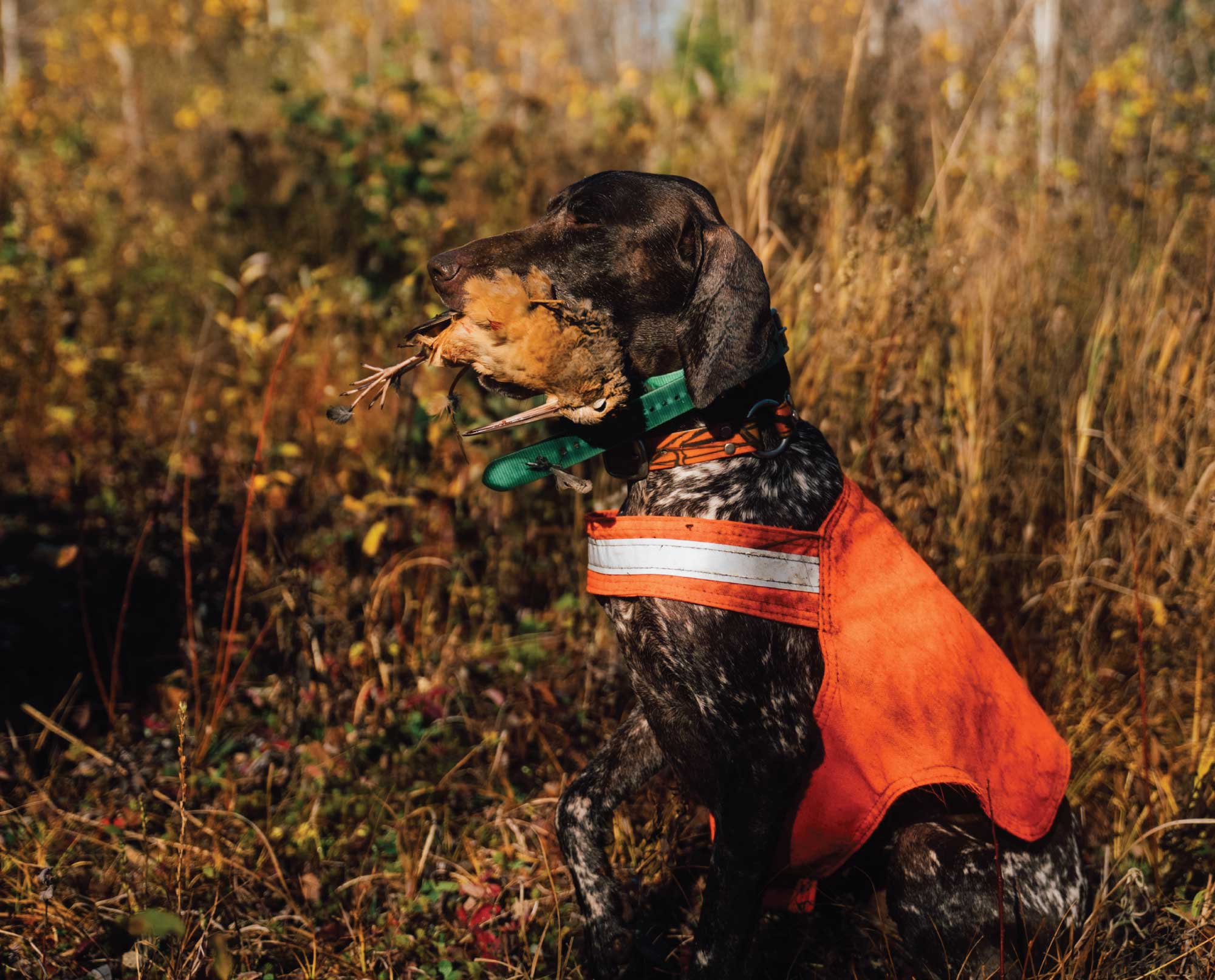 Maine Wild Bird Hunting Video: Grouse & Woodcock Adventures