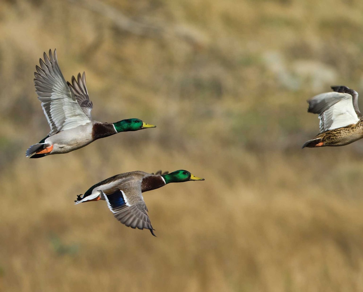 Mallard - Life History and Biology of the Iconic Greenhead