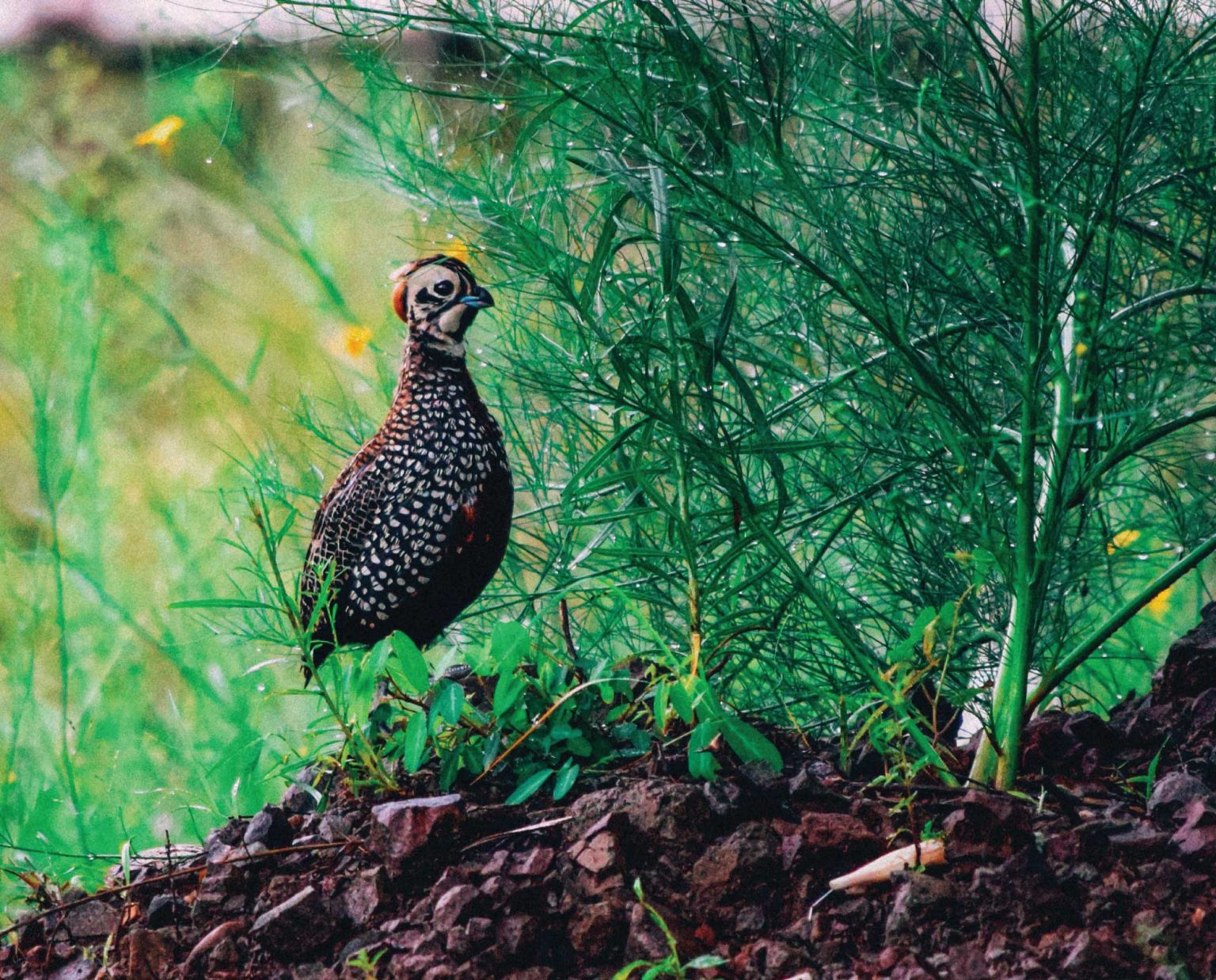 Mearns Quail (Cyrtonyx montezumae) – Story of the Montezuma Quail