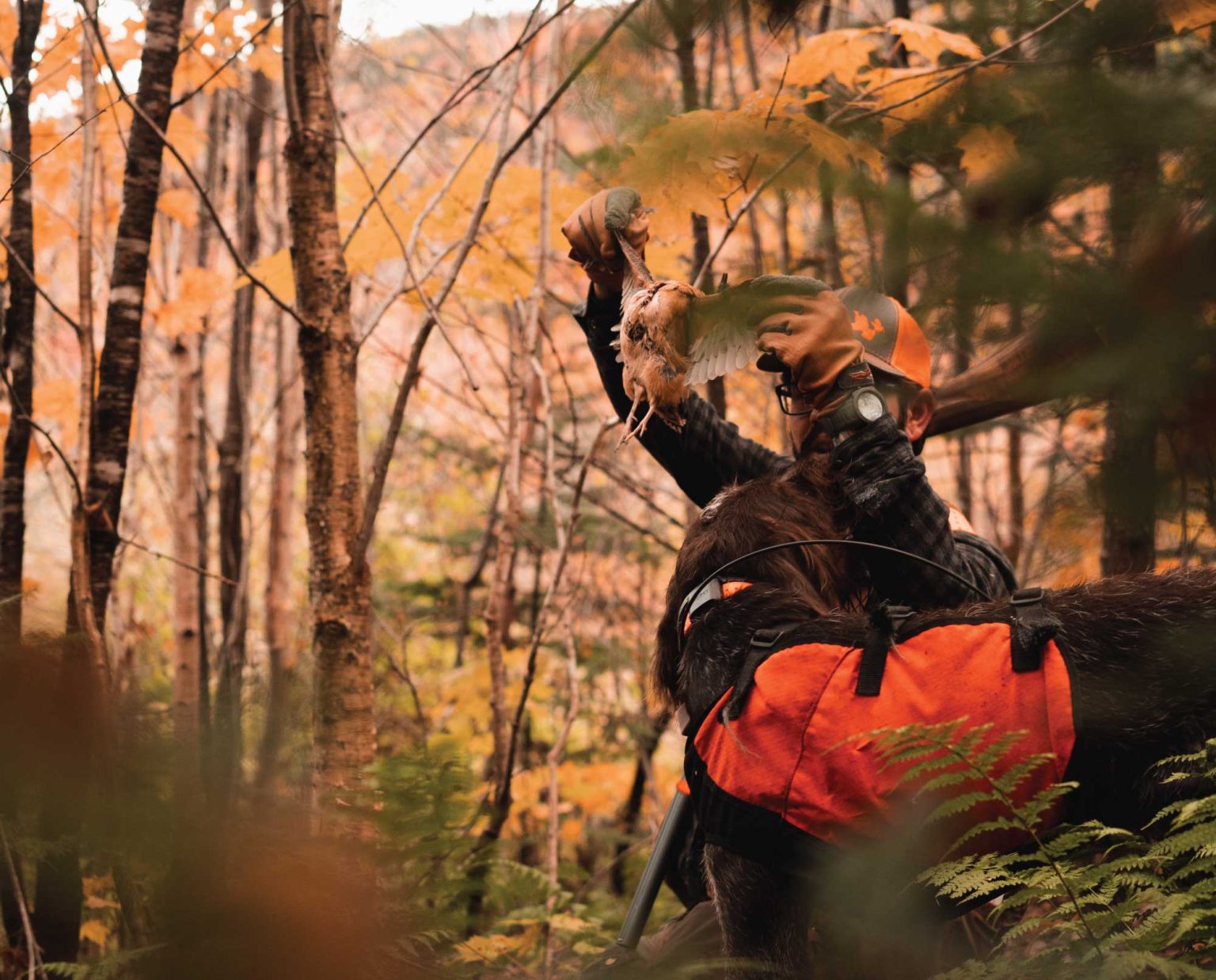 Bird Hunting in Nevada, Quail, Chukar, Grouse, Snowcock, Pheasant