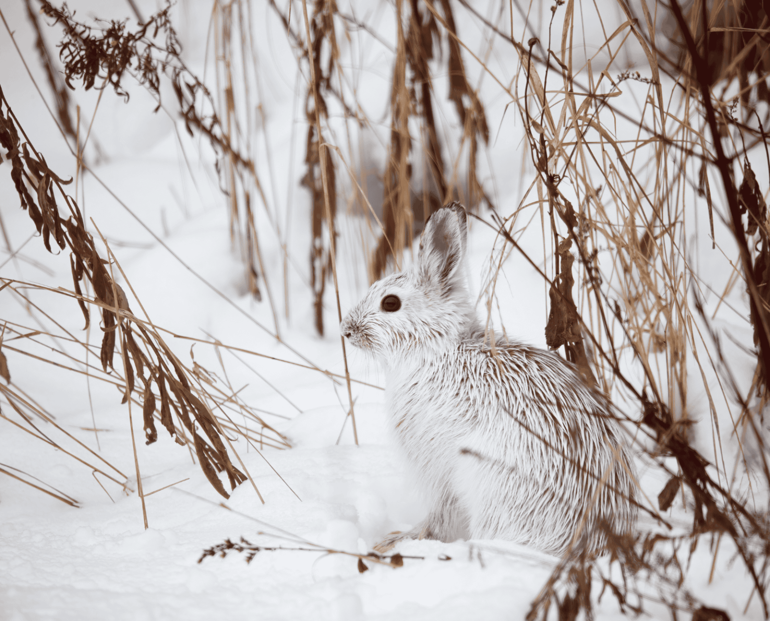 A Complete Guide to Late Season Snowshoe Hare Hunting - Project Upland