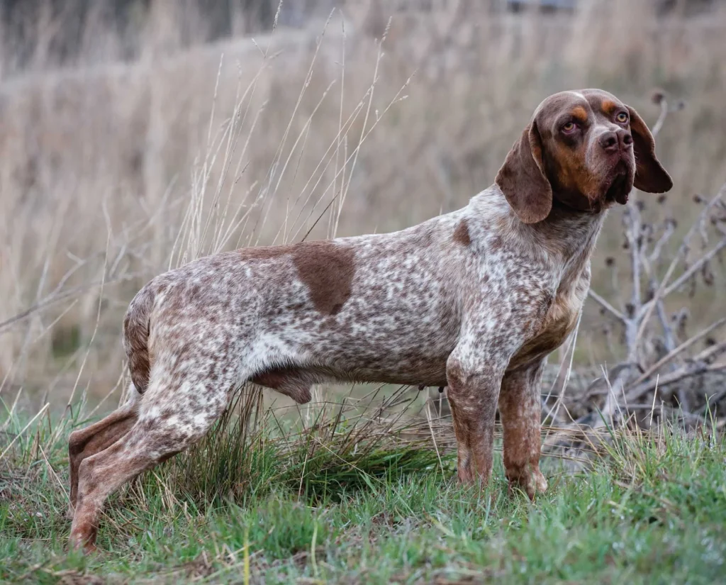 Pachón Navarro - The Spanish Double-Nosed Pointer