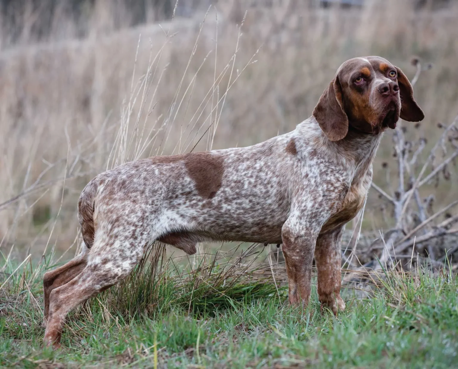 Pachón Navarro - The Spanish Double-Nosed Pointer