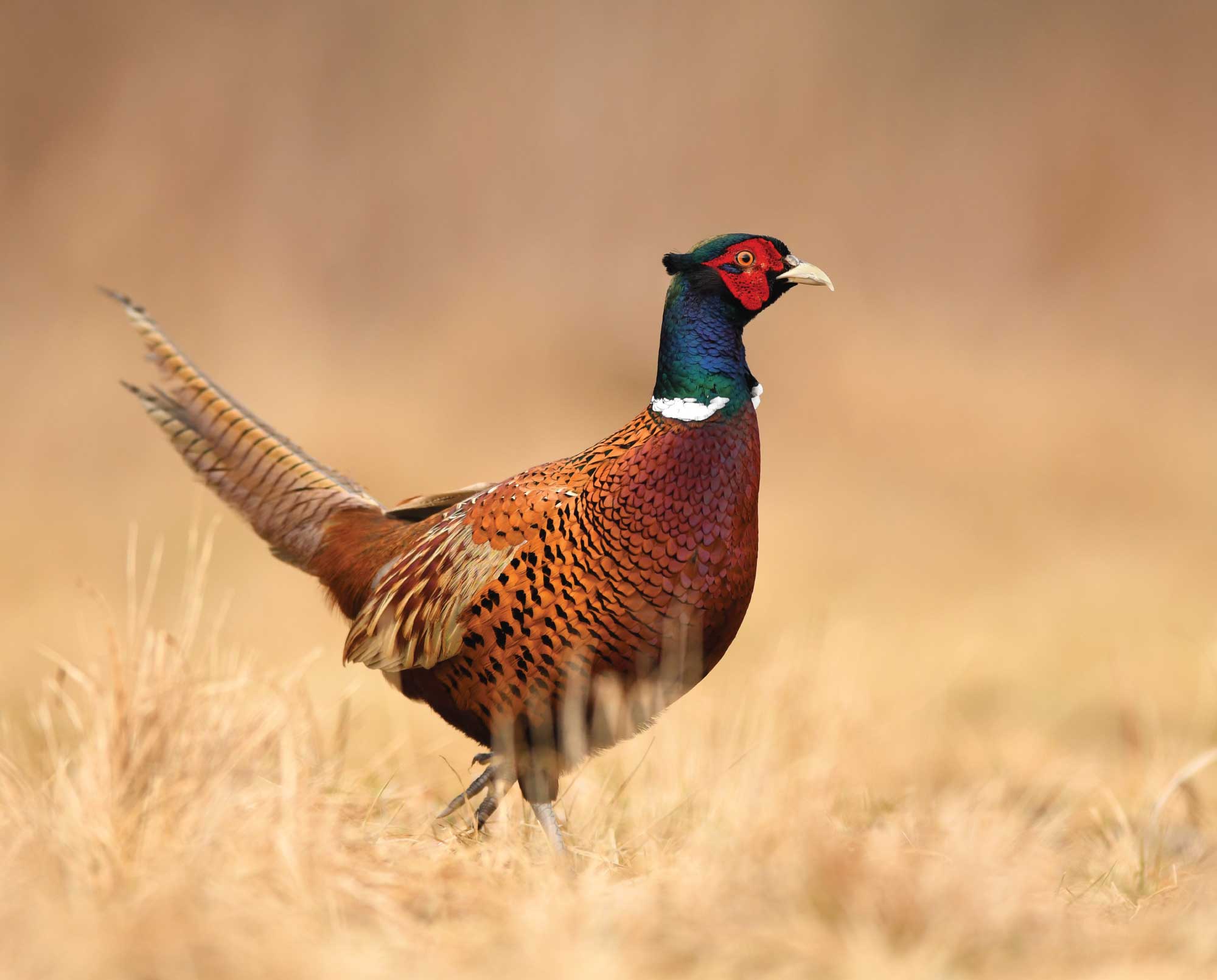 Pheasant-hunting-Washington-state - Project Upland