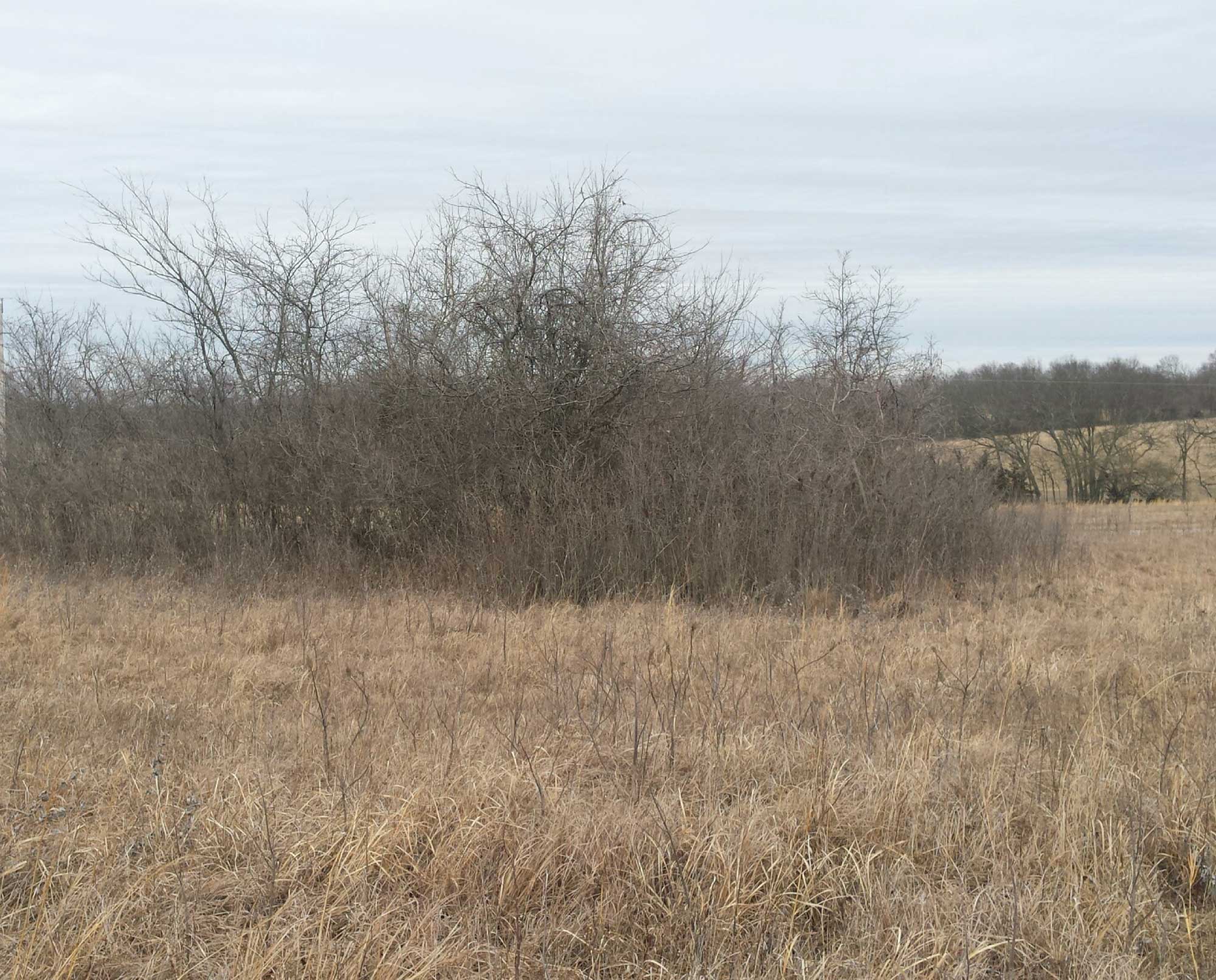 Plum-thicket-for-bobwhite-quail - Project Upland