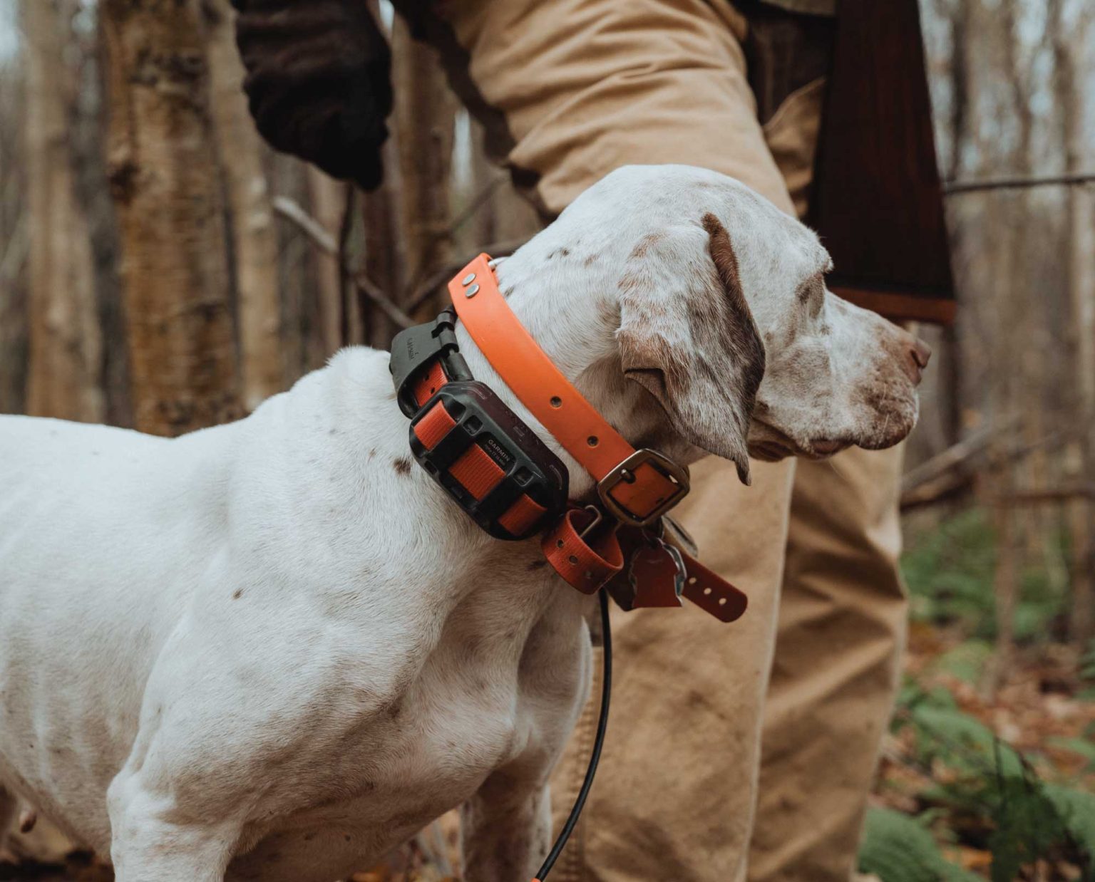 Mountain Feist, Treeing Feist - A Look at Squirrel Hunting Dogs