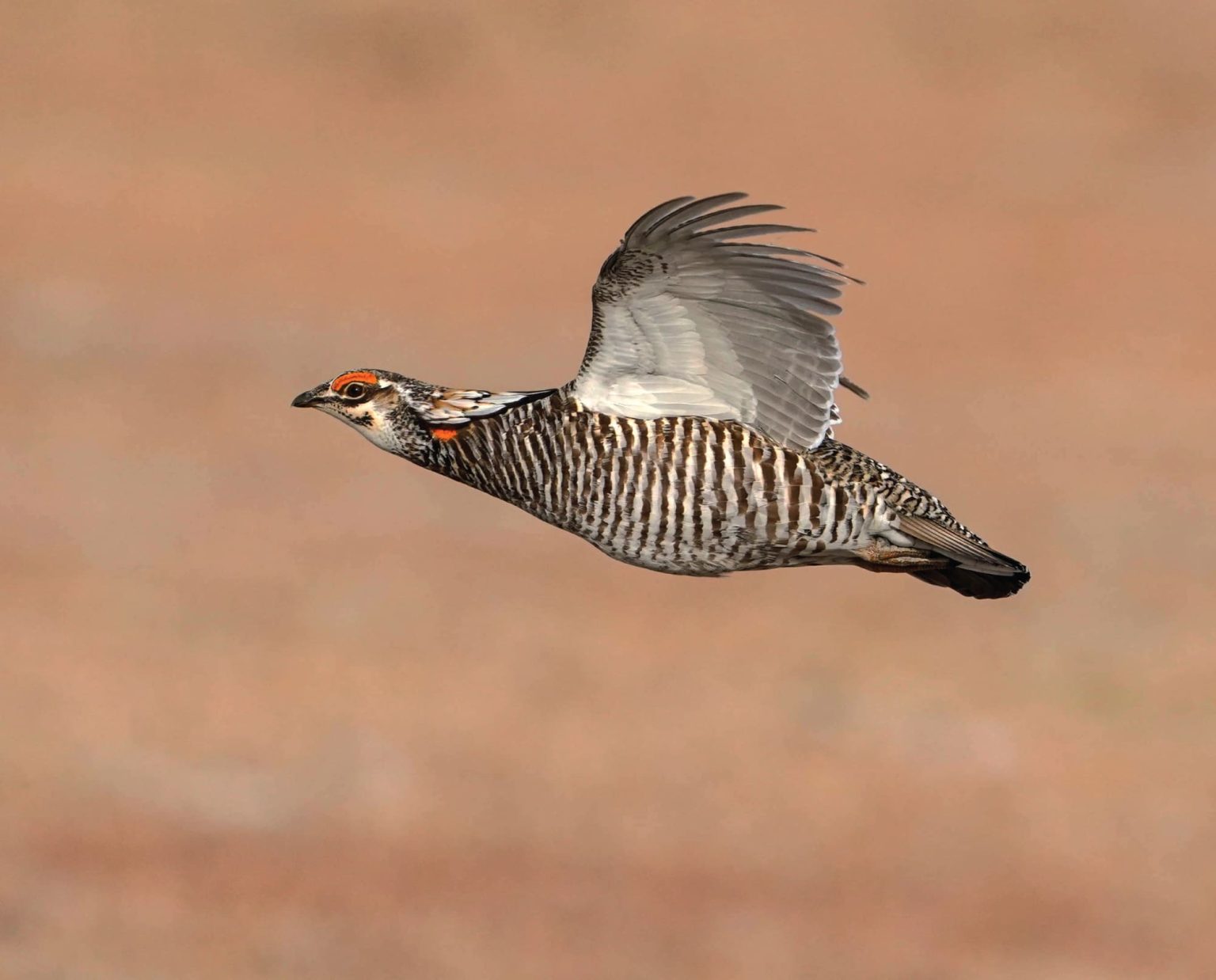 Prairie Chicken Articles – Science, Conservation & Hunting Tactics