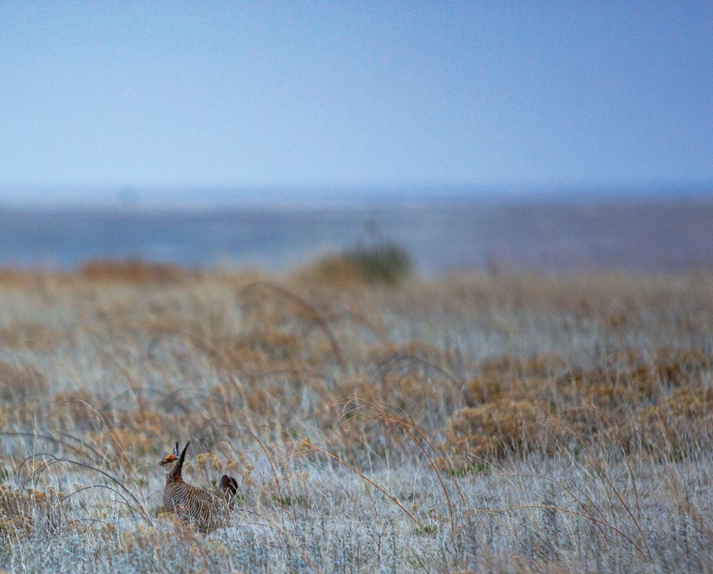 Easy and Delicious Pheasant Piccata Recipe