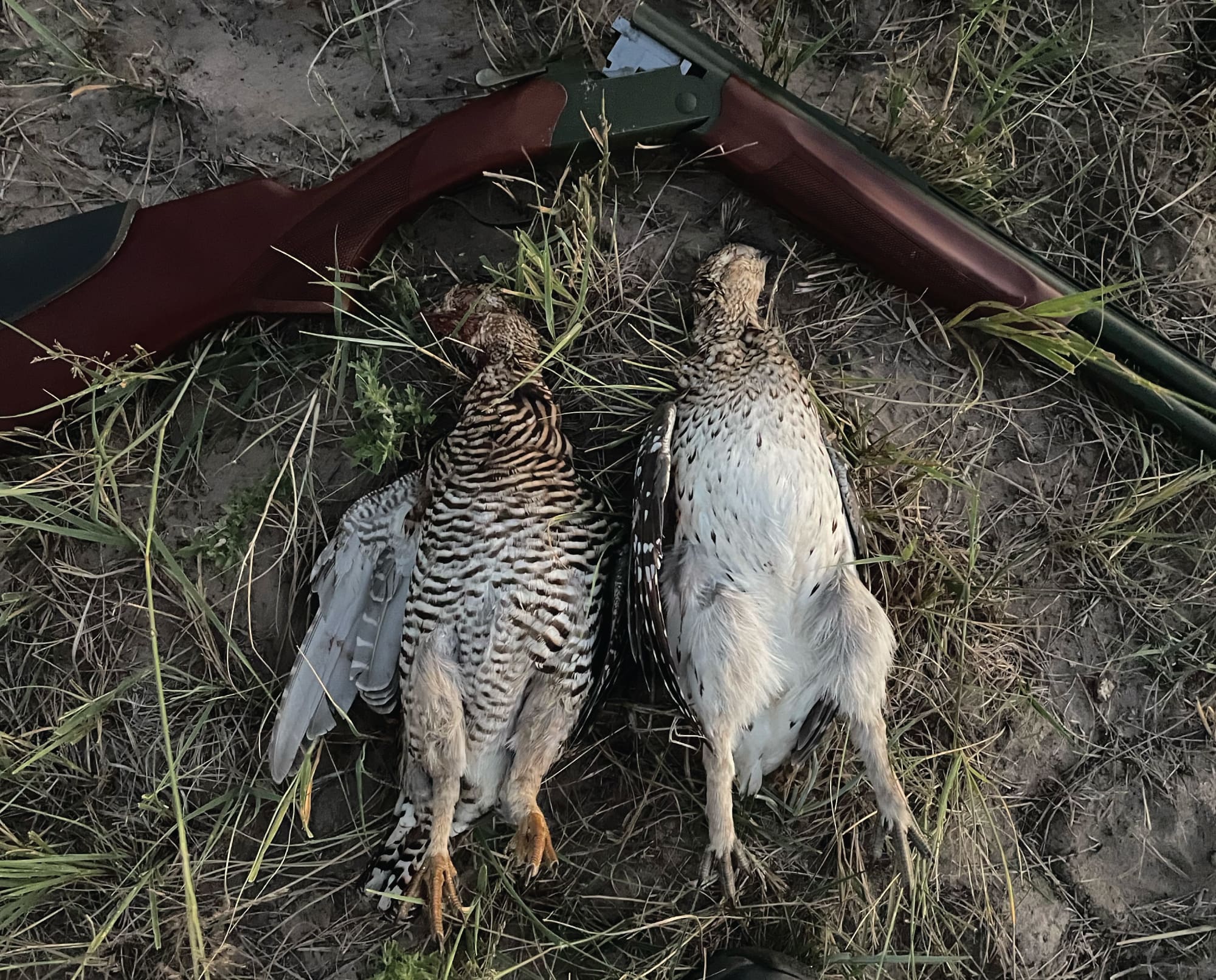 Prairie-Grouse-Hunt-Nebraska - Project Upland