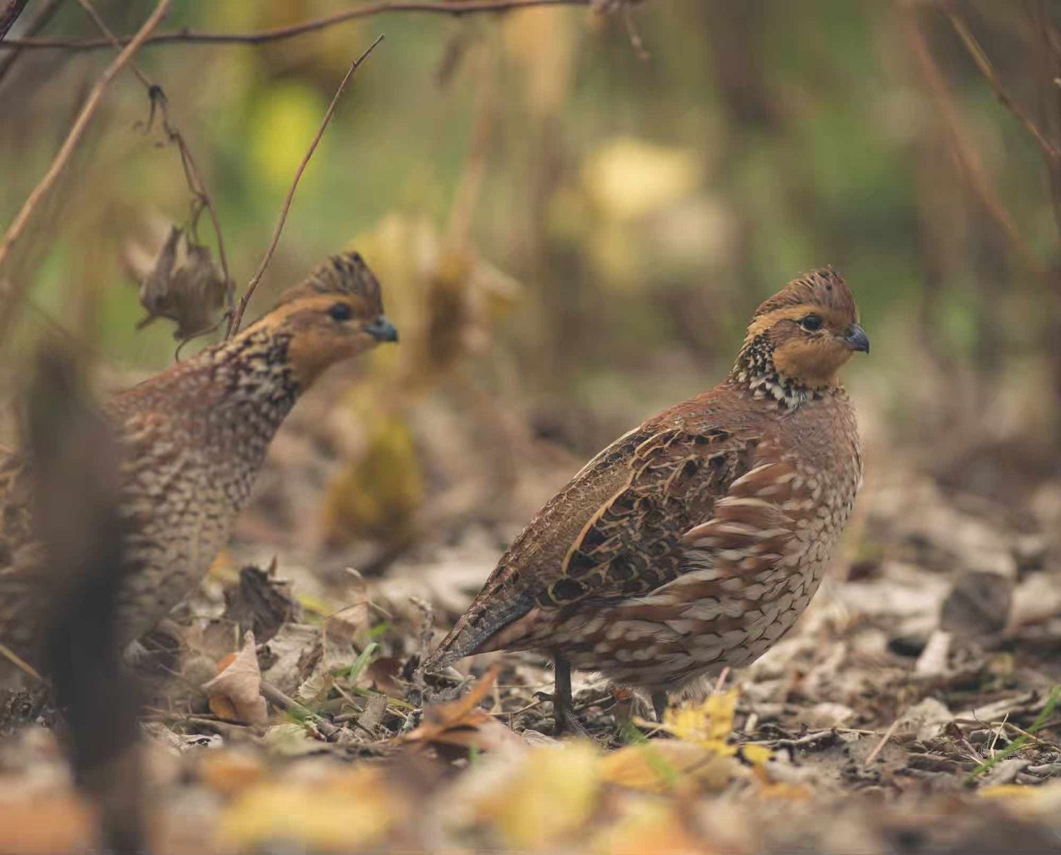 Bobwhite Quail Articles, Science, Conservation, and Hunting
