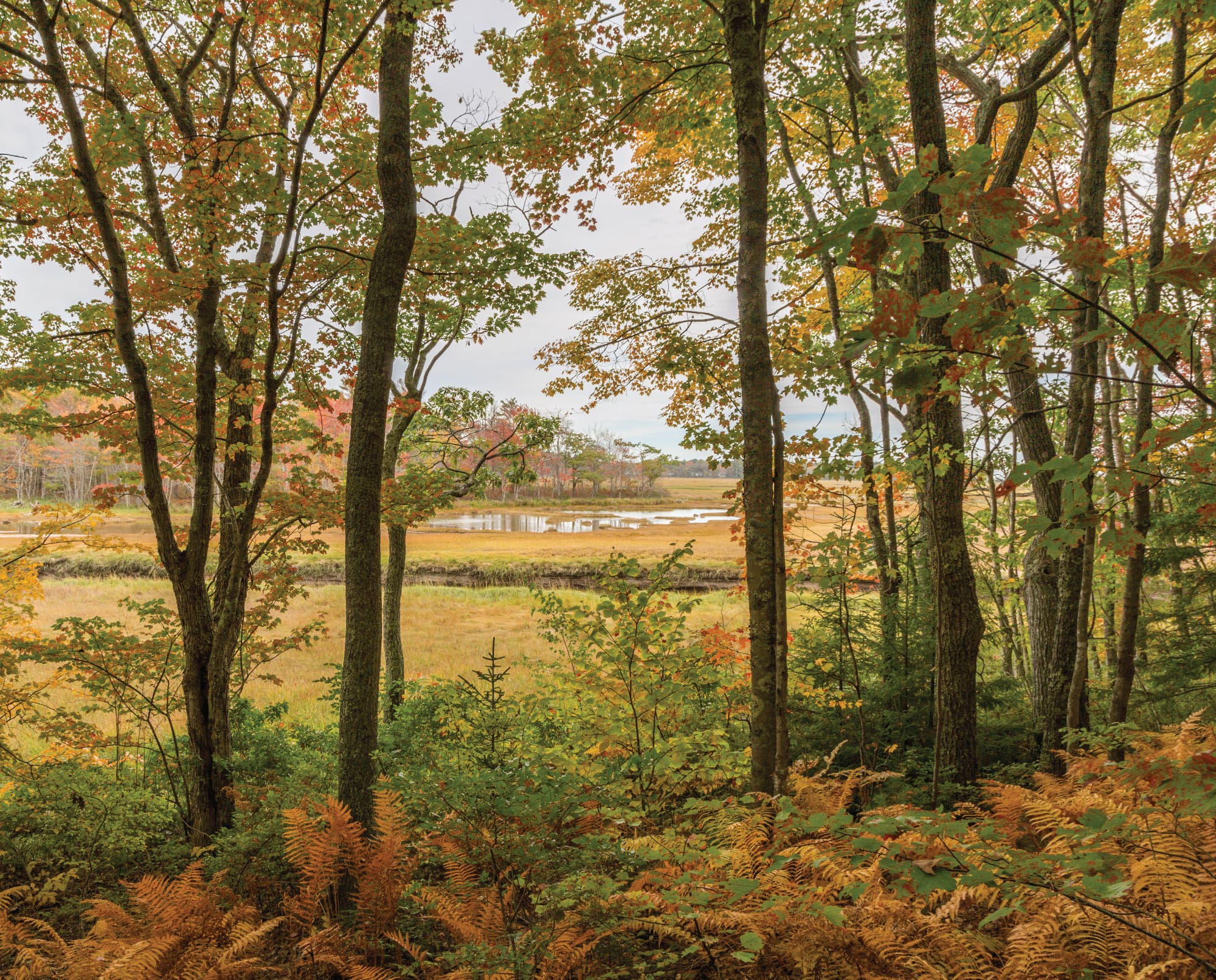 Rachel-Carson-Wildlife-refuge - Project Upland