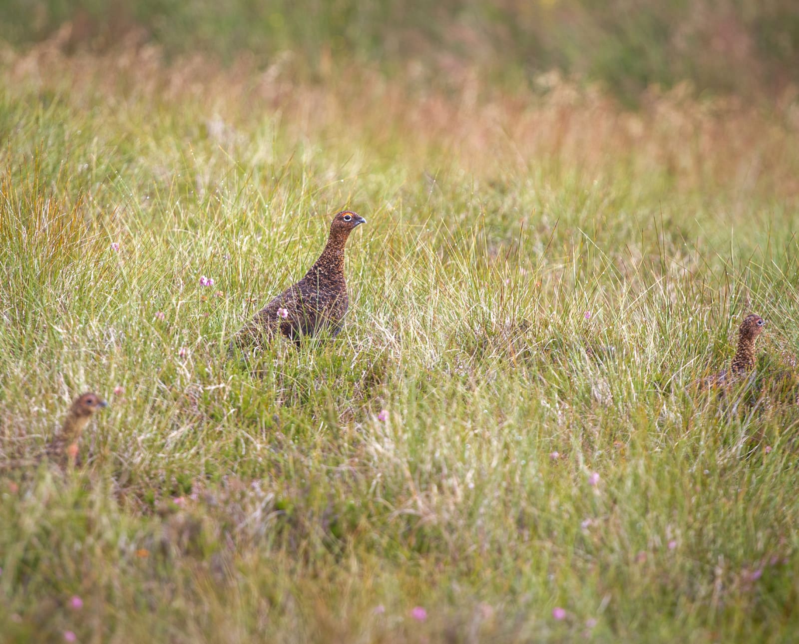 Red-Grouse-Hen-and-Chicks - Project Upland