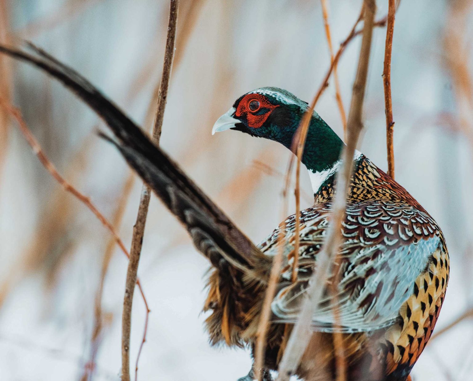 Ring-Necked Pheasant (Phasianus colchicus) - Biology and Life History