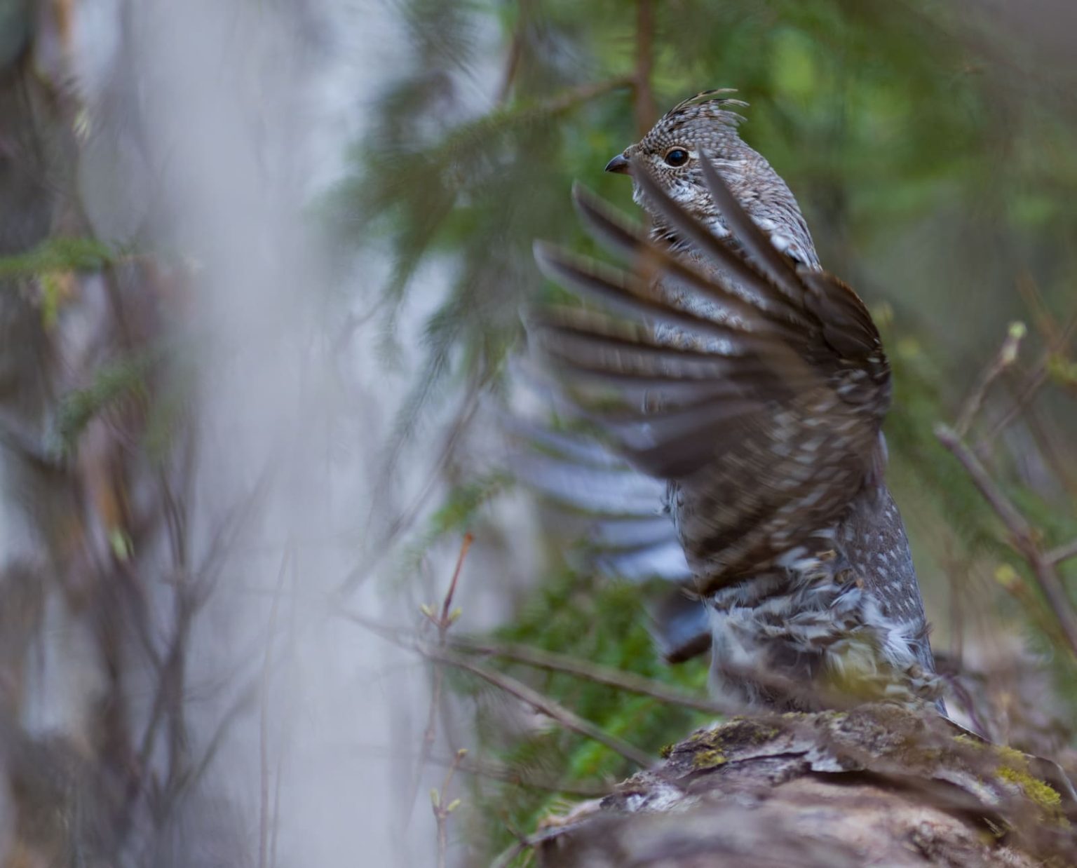 Ruffed Grouse Drumming - The Mysterious Noise of the Forest