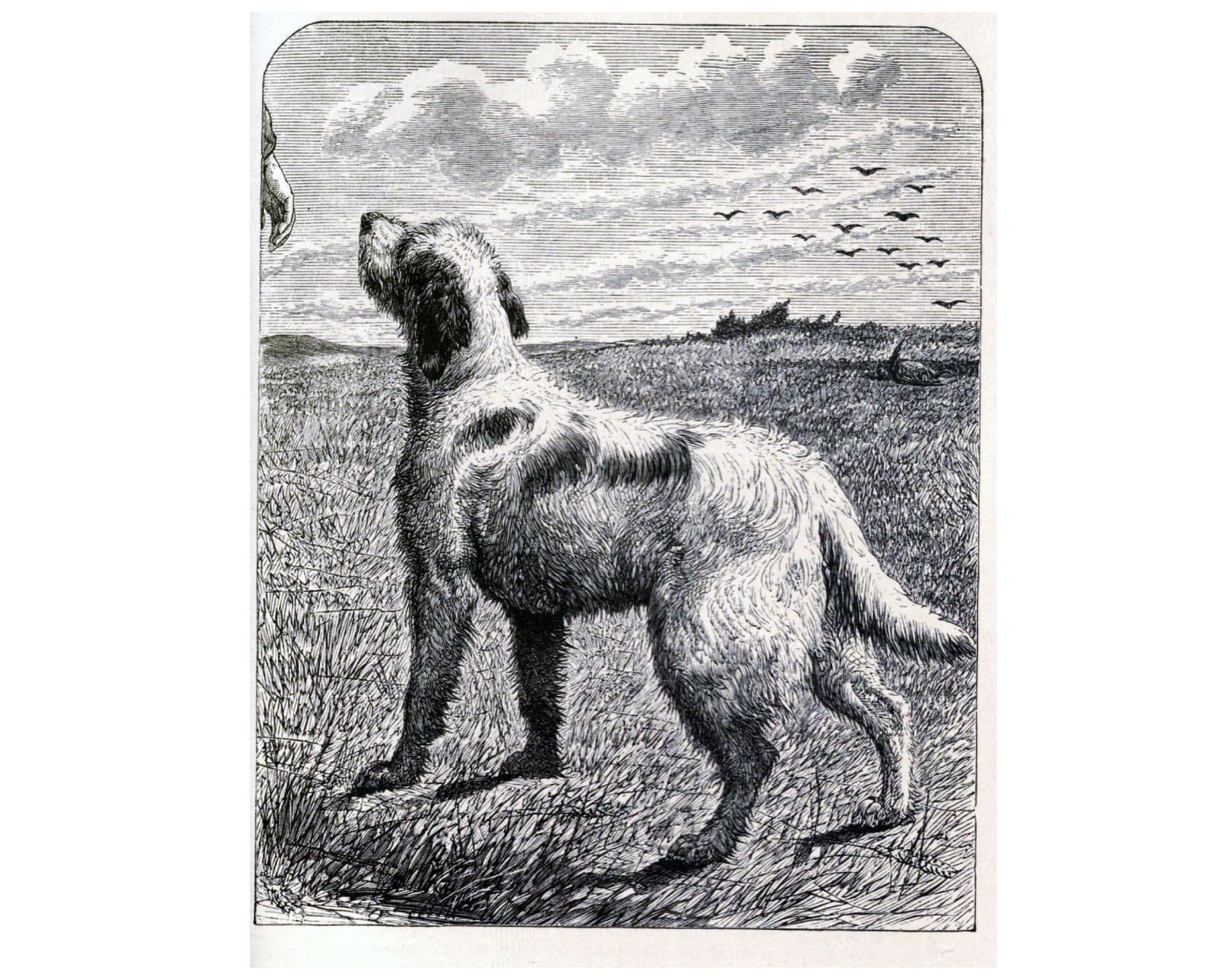 Russian-Setter-Old-Engraving - Project Upland