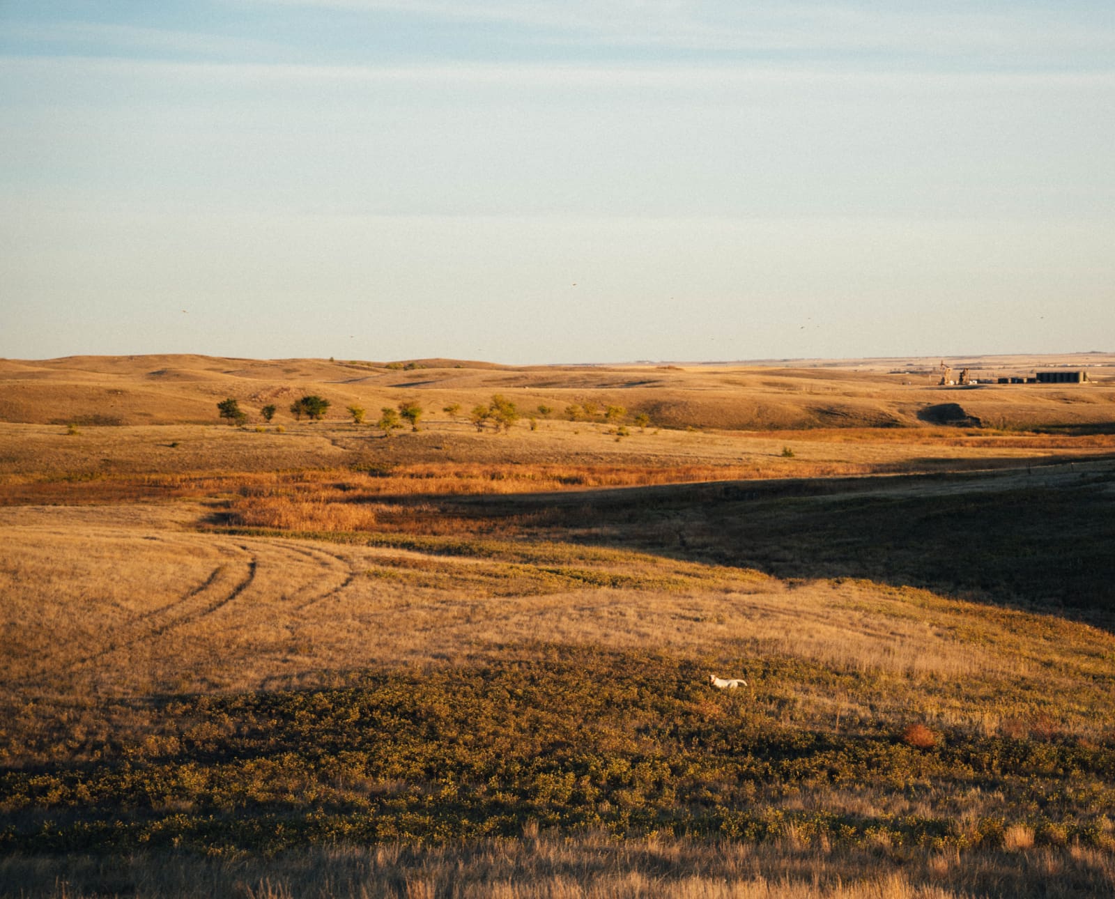 Sharp-taile-grouse-on-various-landscape - Project Upland