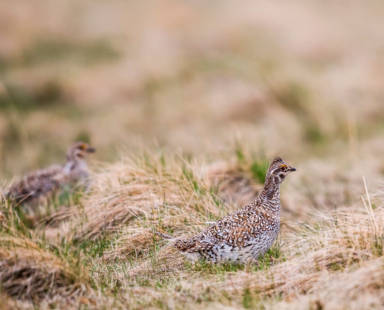 Sharp-tailed Grouse in Wisconsin: Management and Conservation