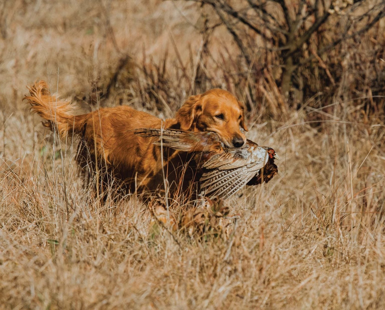 Exploring if a Flushing Dog Breed Right for Your Next Bird Dog