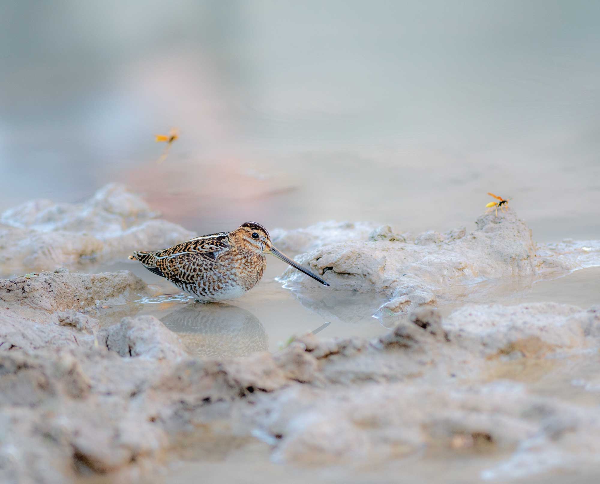 Snipe-Hunting-Texas - Project Upland