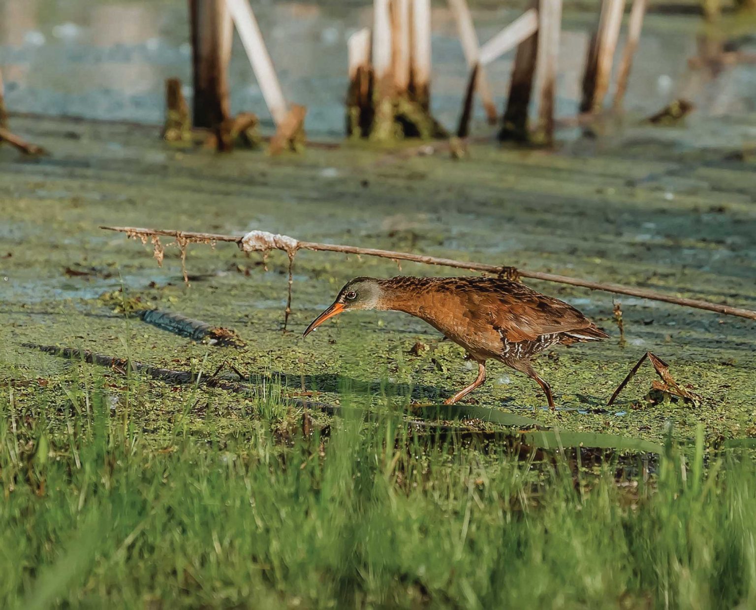 Snipe Hunting Articles, Gear, Public Lands, How-To