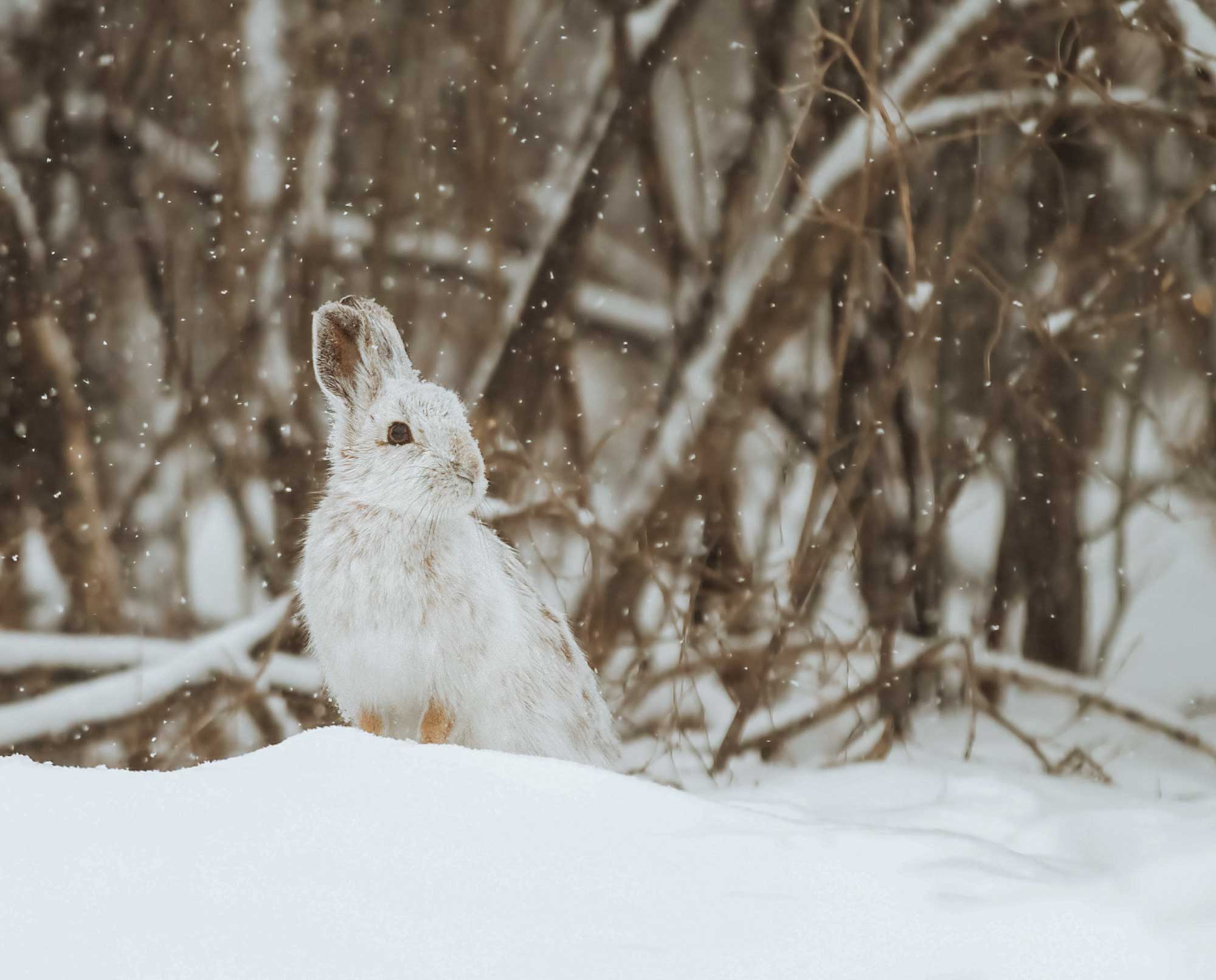 Snowshoe Hare Hunting, Rabbit Hunting, History, Biology | Project Upland