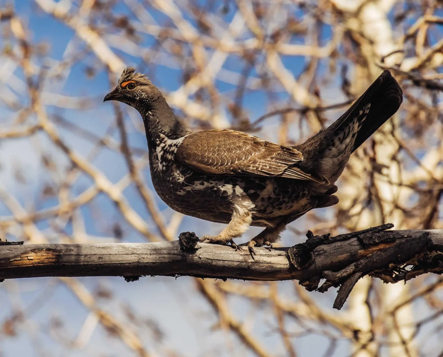 The Differences Between Dusky and Sooty Grouse - Project Upland