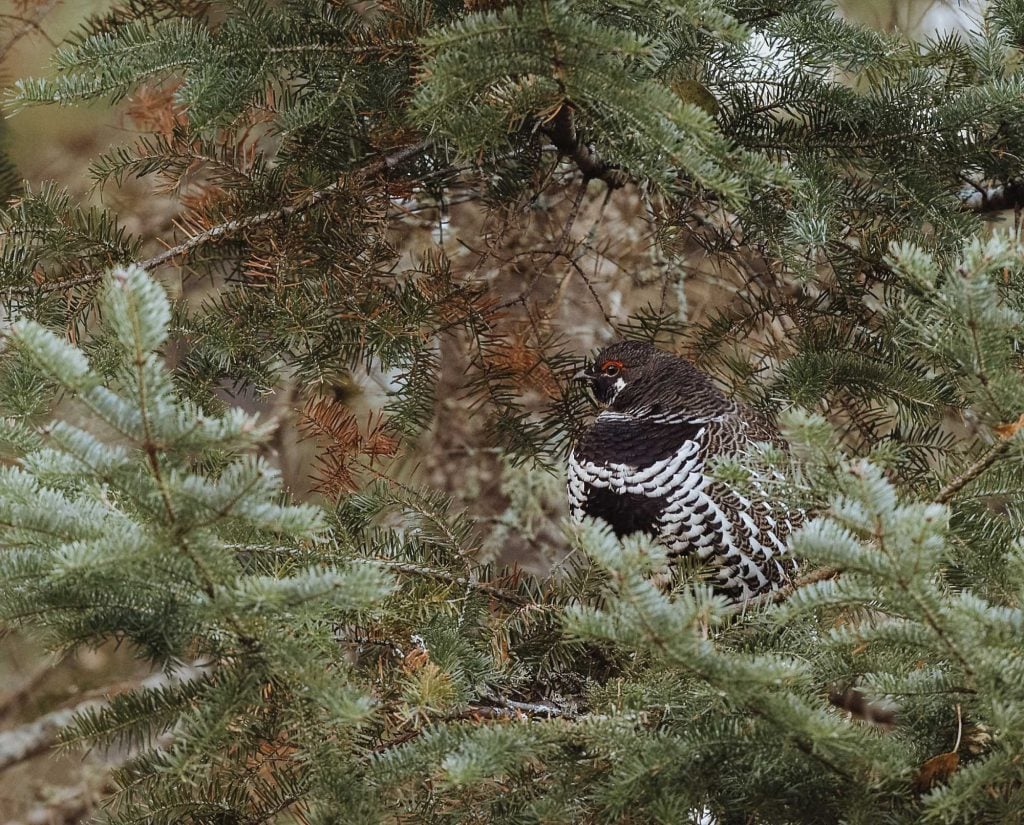 Spruce Grouse Hunting In Alaska - Project Upland