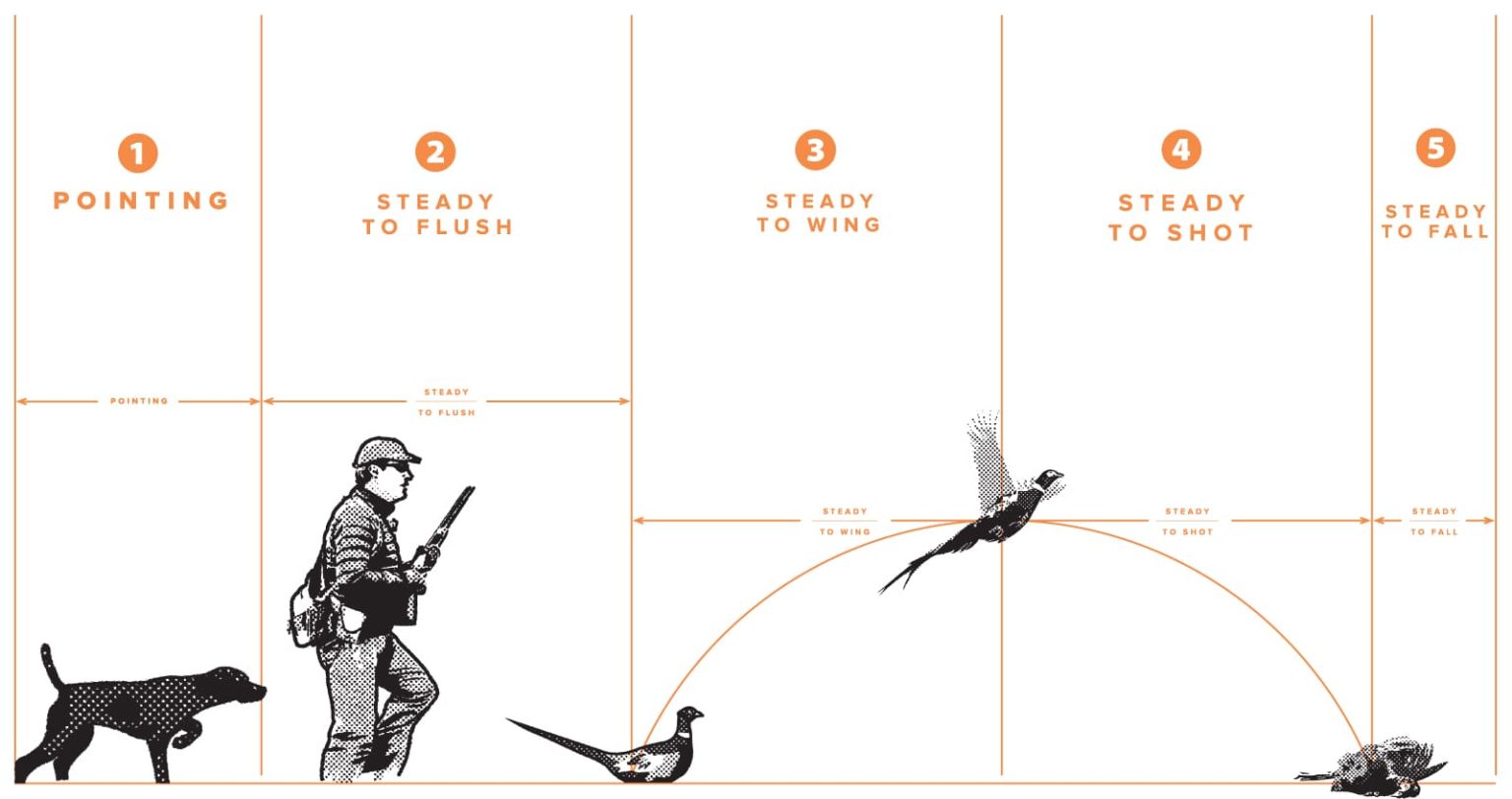 Steady-Dog-Stages-Diagram- Project Upland