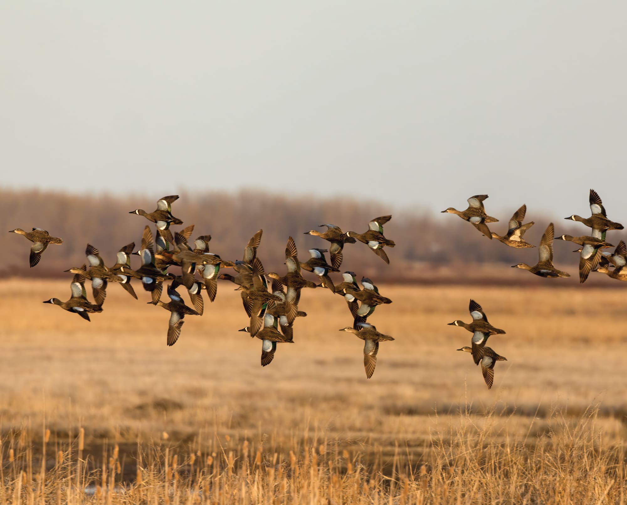 Teal-Coming-into-Decoys - Project Upland