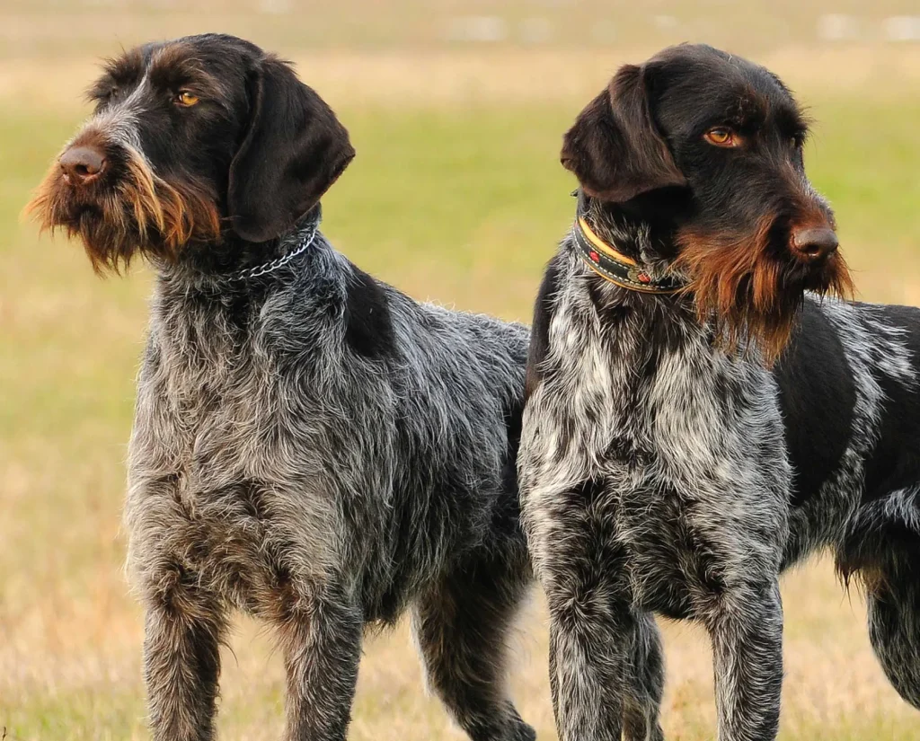 German Wirehaired Pointer: Dog Breed Information and History