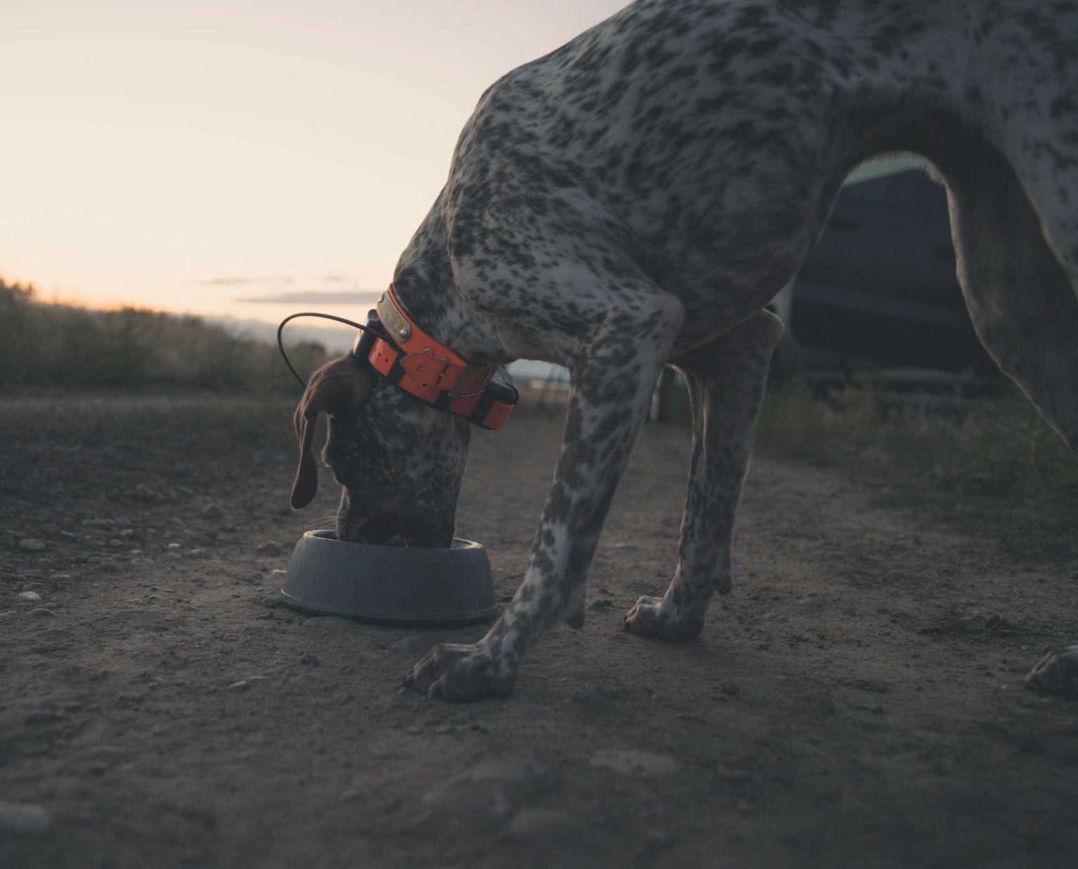 The Importance of a Dog's Intestinal Health - Project Upland Magazine
