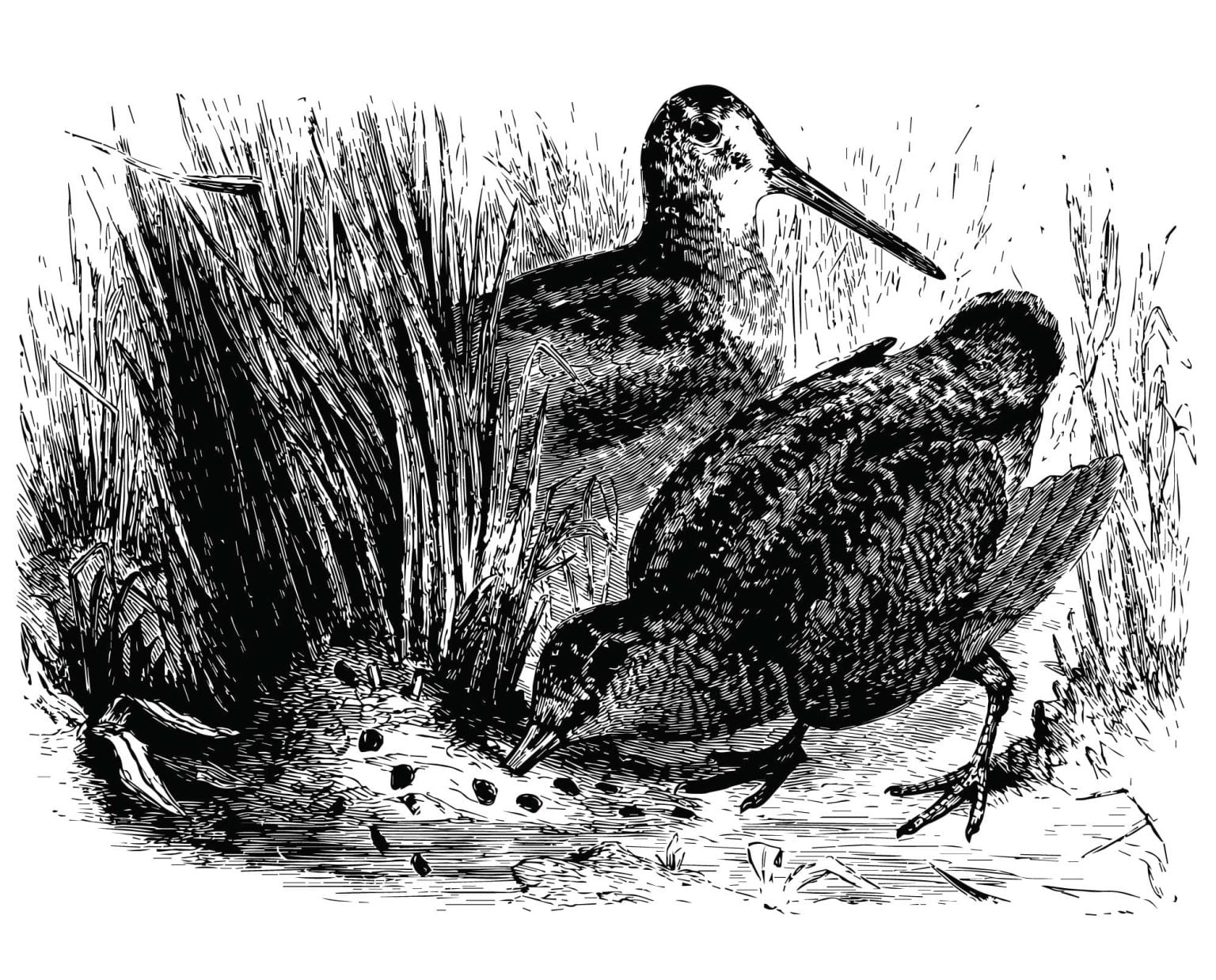 The Evolution of American Woodcock - Project Upland