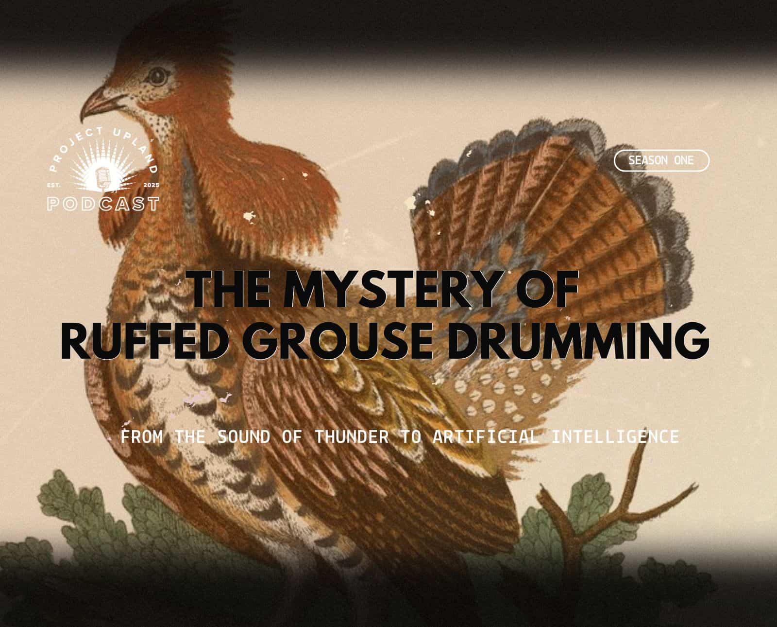 The Mystery of Grouse Drumming: From Thunder to Artificial Intelligence - Project Upland