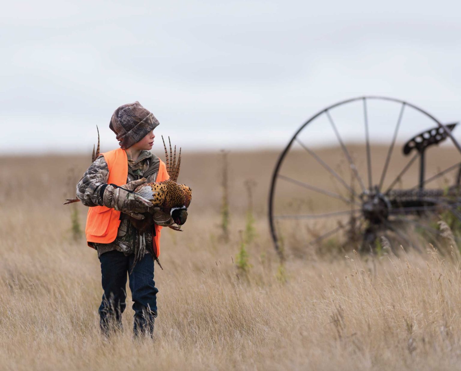 Upland Bird Hunting In Illinois: Pheasants, Regulations, and More ...