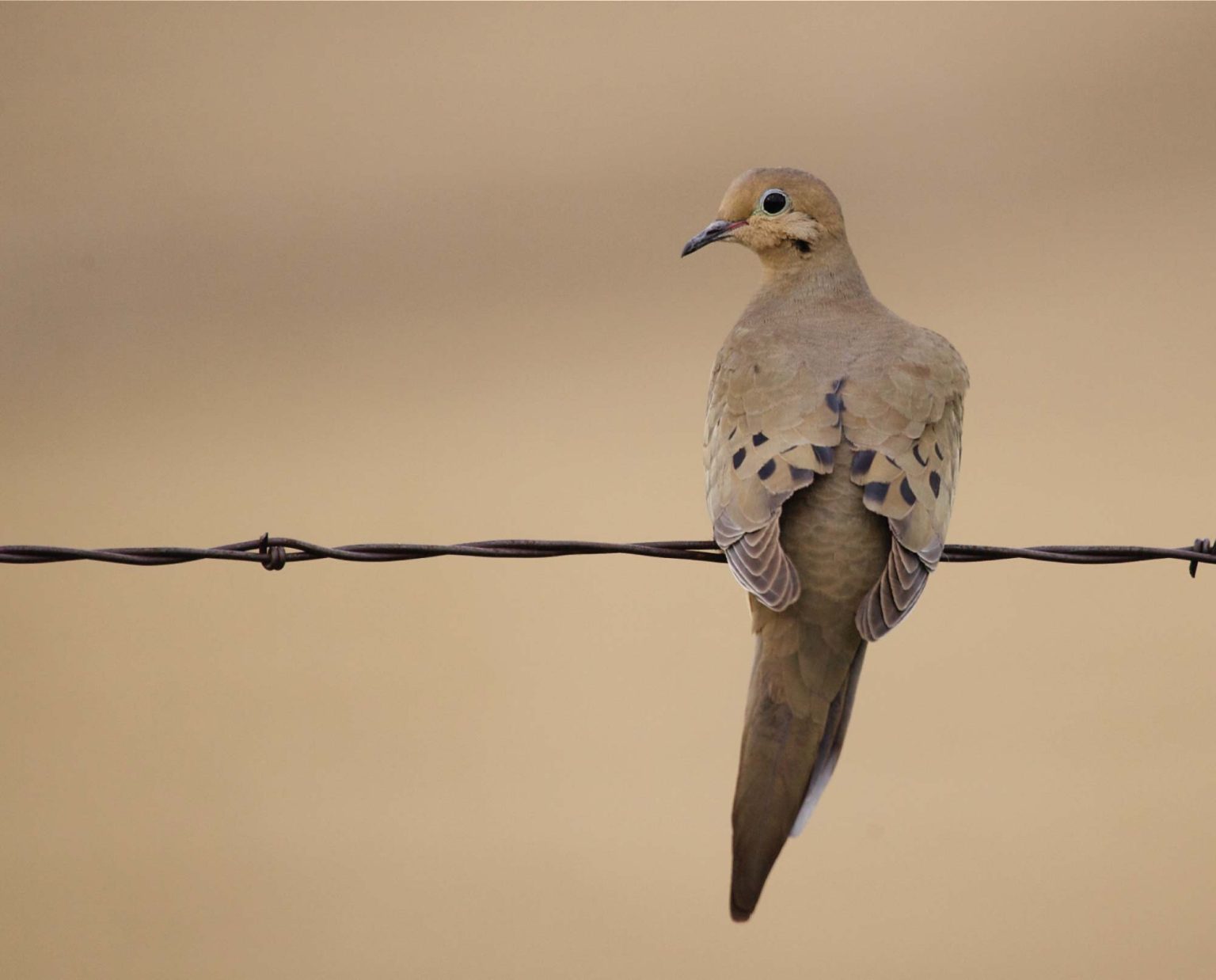 Three Clever Methods for Using Dove Decoys - Project Upland