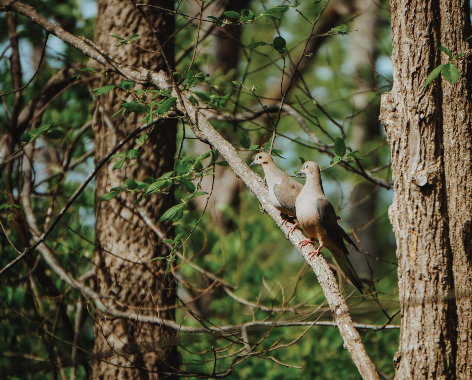 Bird Hunting in Nevada, Quail, Chukar, Grouse, Snowcock, Pheasant