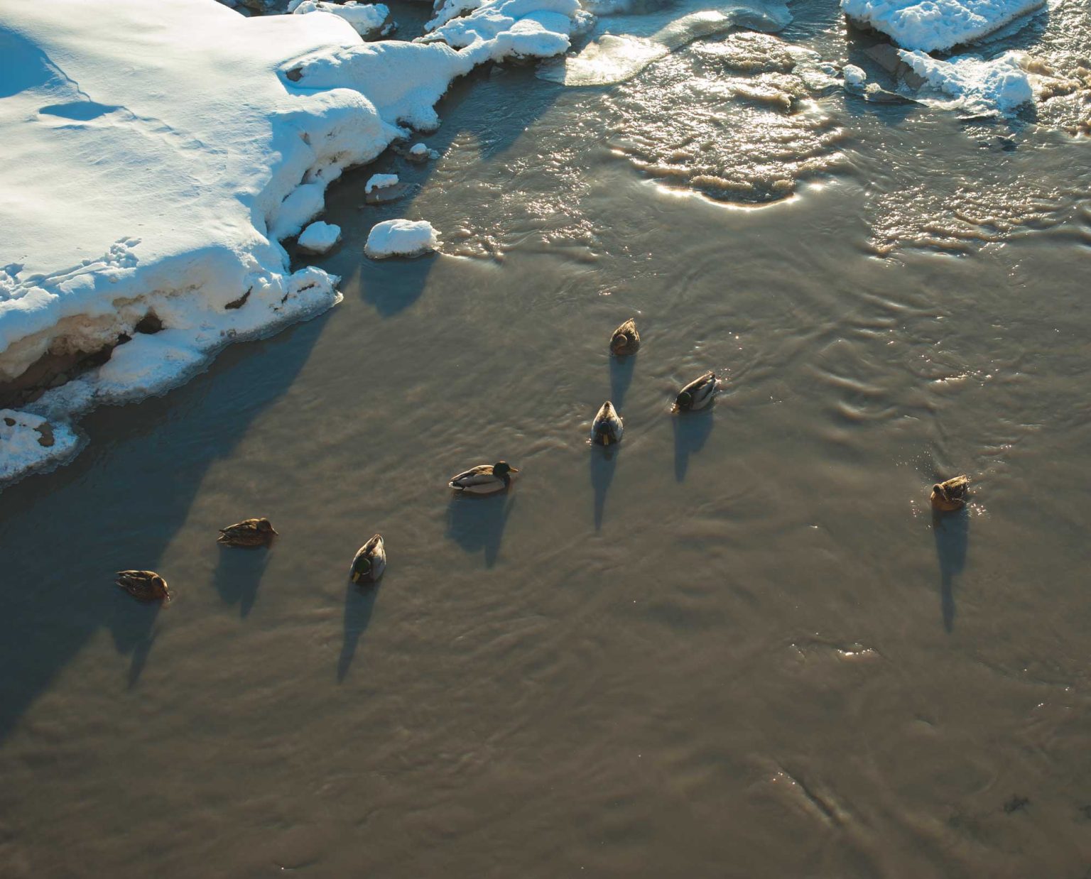 Understanding Natural Duck Decoy Spreads - Project Upland