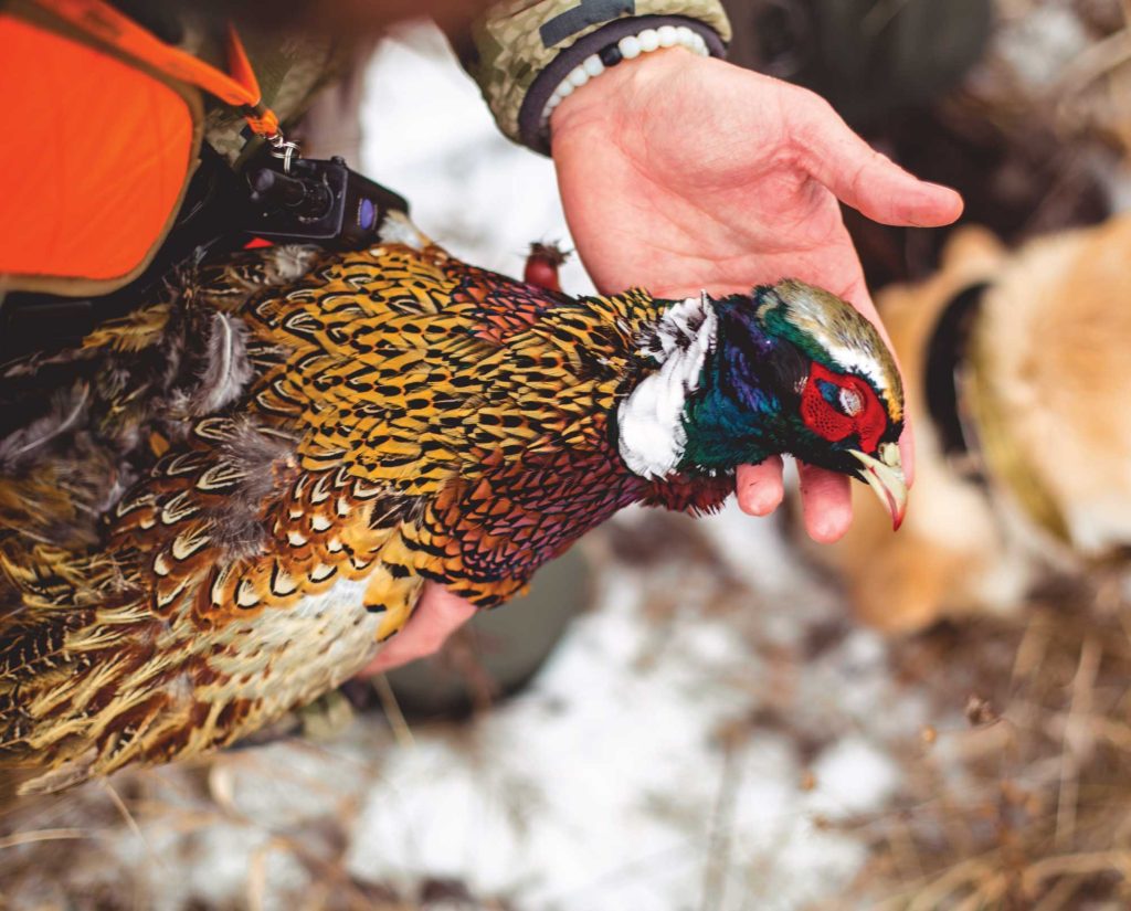 Fly Tying with Pheasant Feathers
